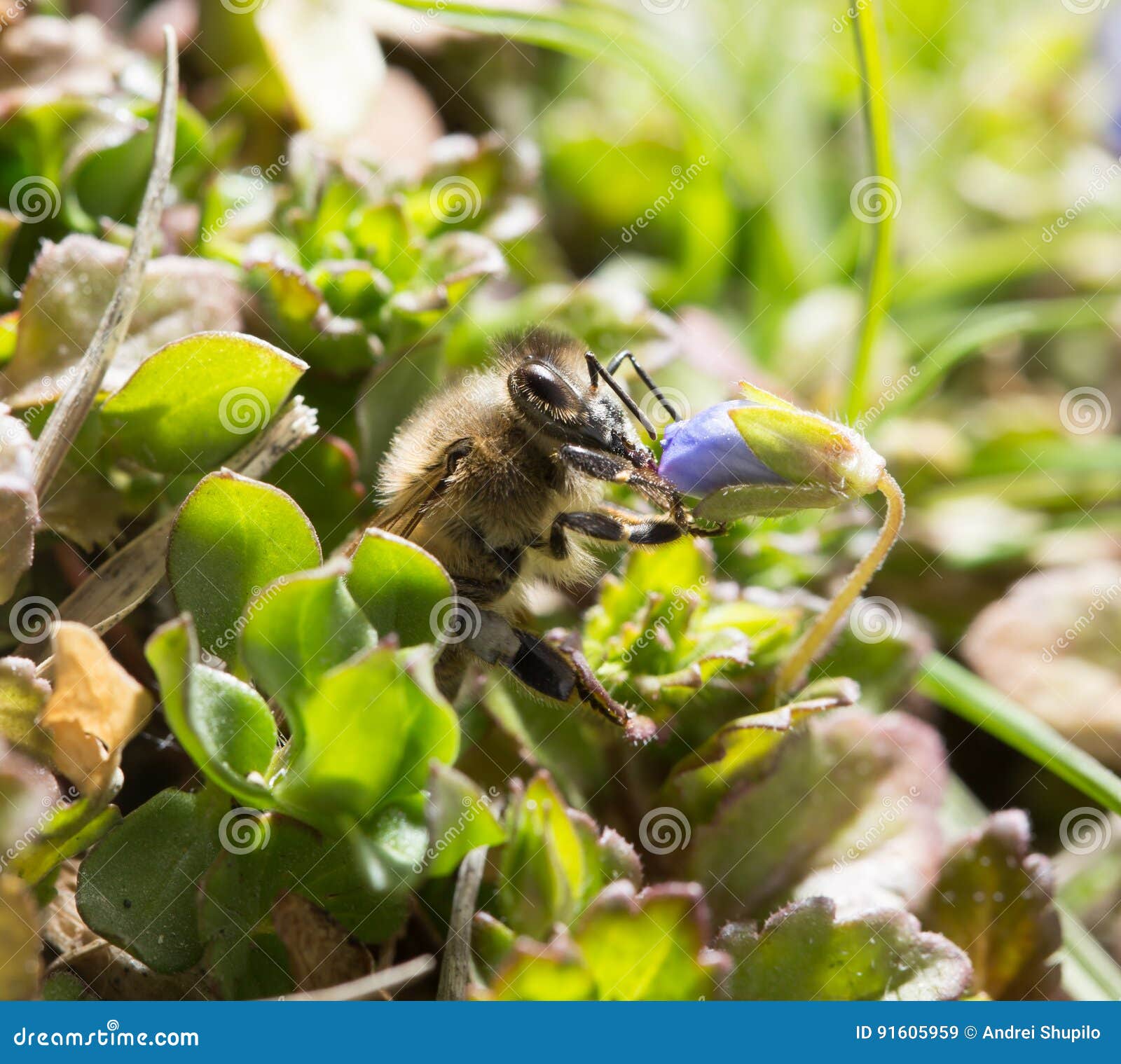 Bee in the Grass on the Flowers Stock Image - Image of spring, nature ...
