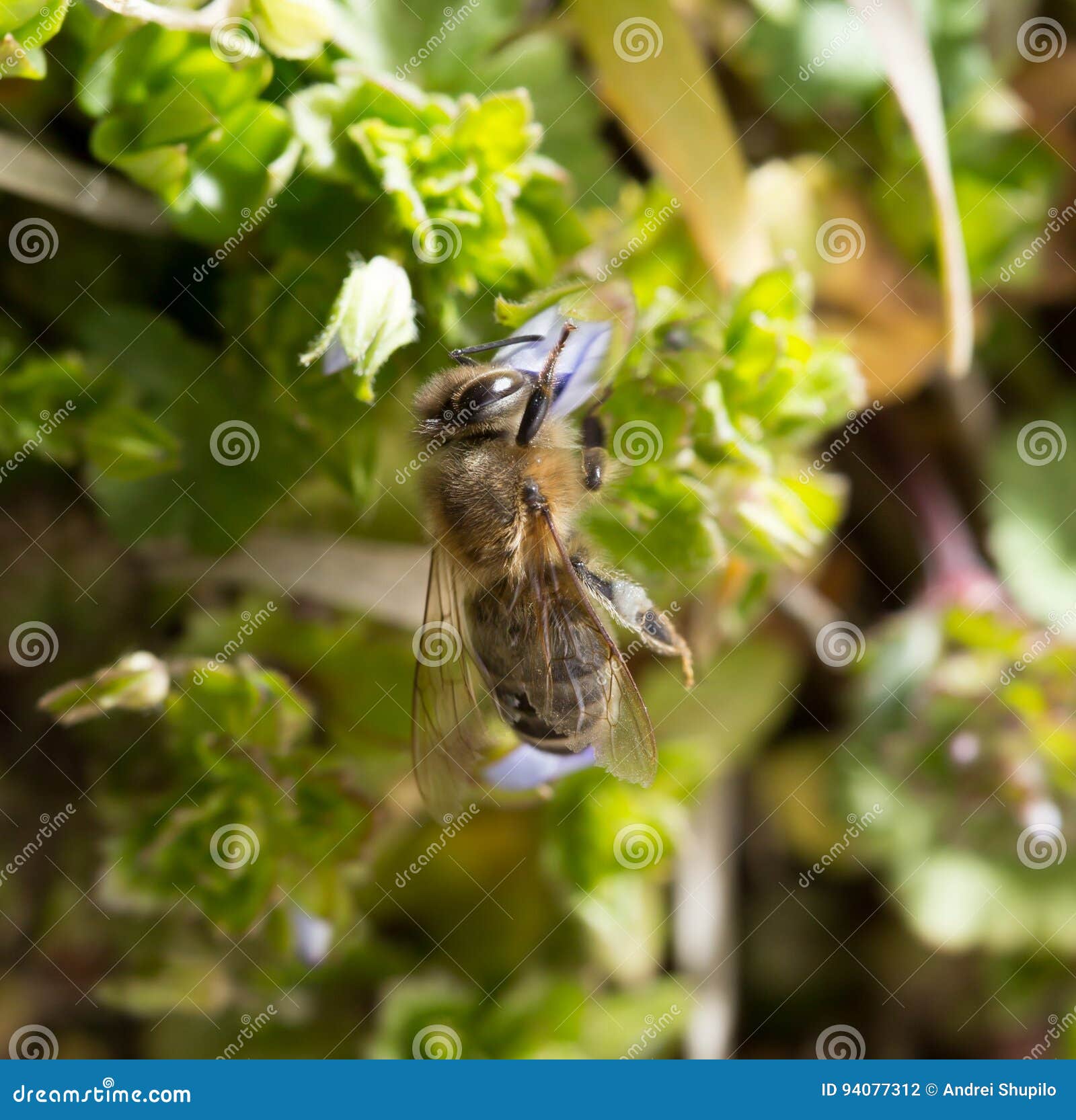Bee in the Grass on the Flowers Stock Photo - Image of beautiful ...