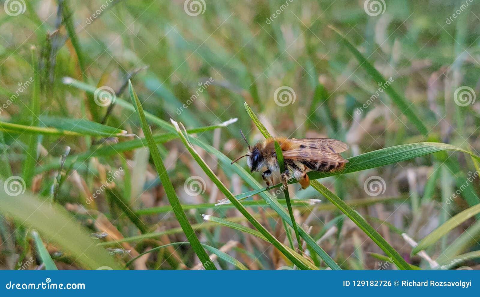 Bee in the grass stock photo. Image of grass, insect - 129182726