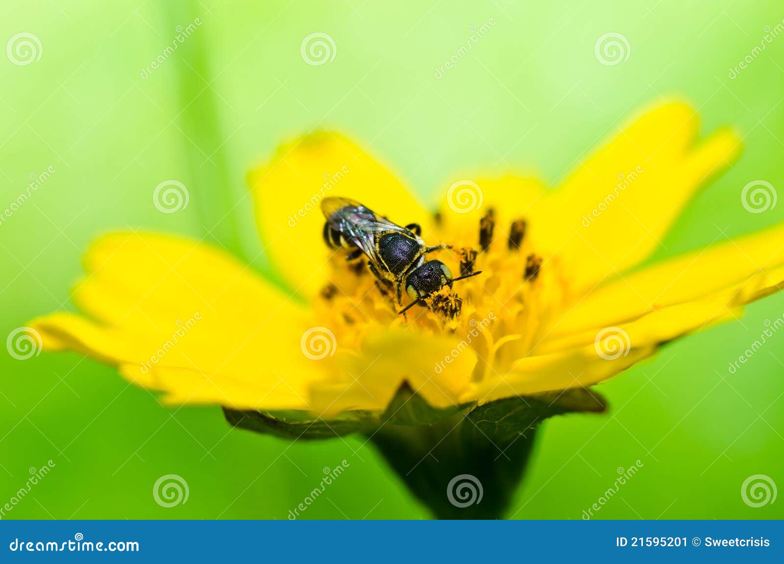 Bee in green nature stock image. Image of beautiful, tree - 21595201