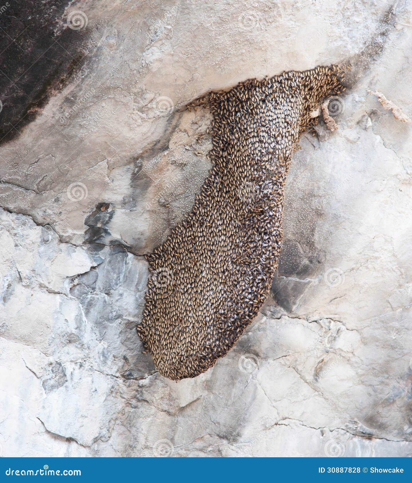 Bee in group stock photo. Image of nature, outdoor, honeybee - 30887828