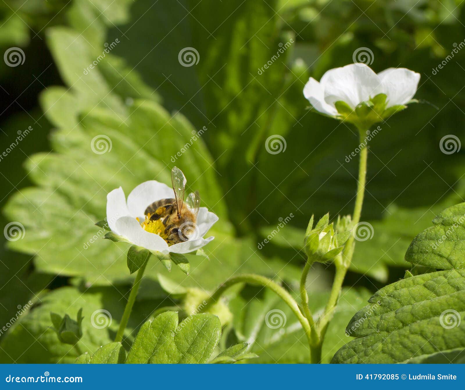 Bee and Growing Strawberries. Stock Image - Image of garden, leaf: 41792085