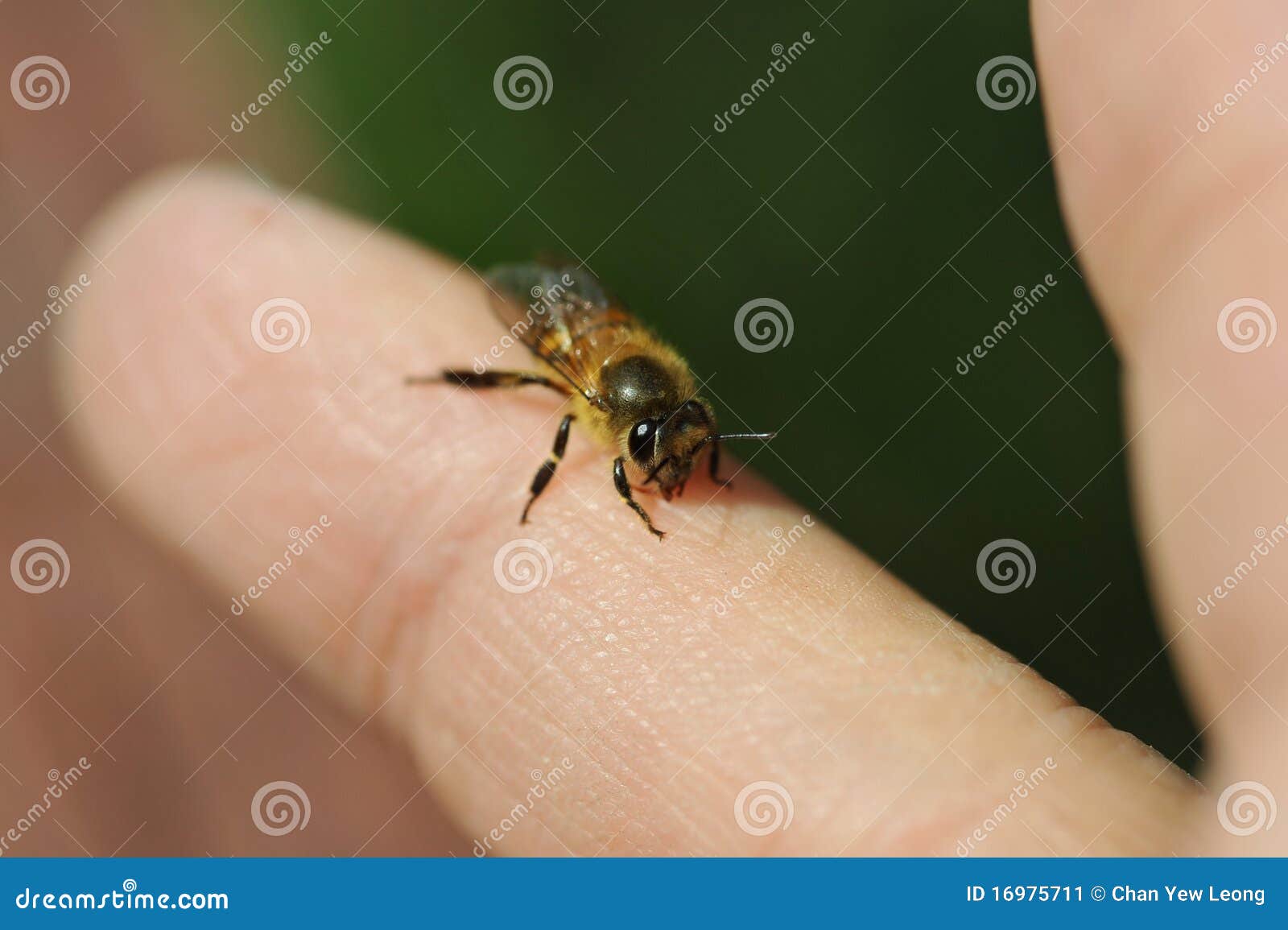 Bee in hand stock image. Image of beekeeping, entomology - 16975711