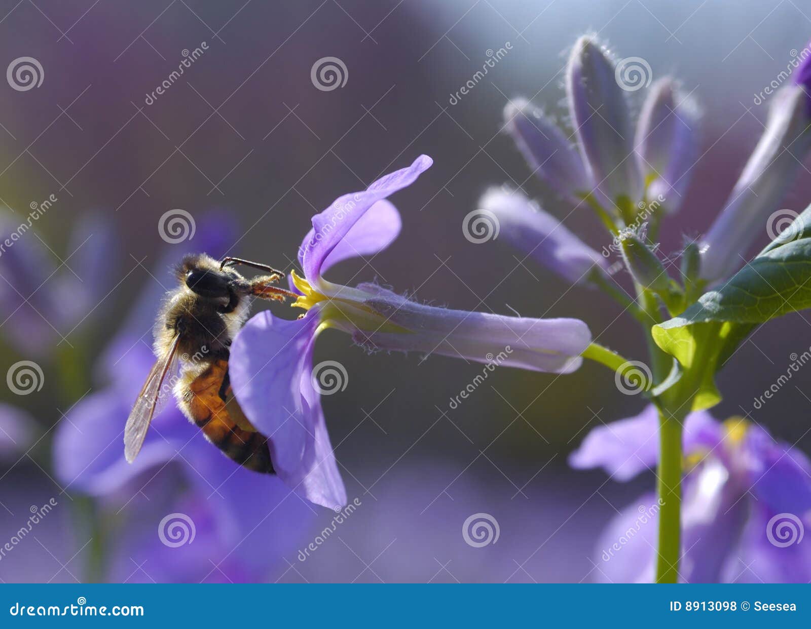 Bee harvesting honey stock photo. Image of macro, blossom - 8913098