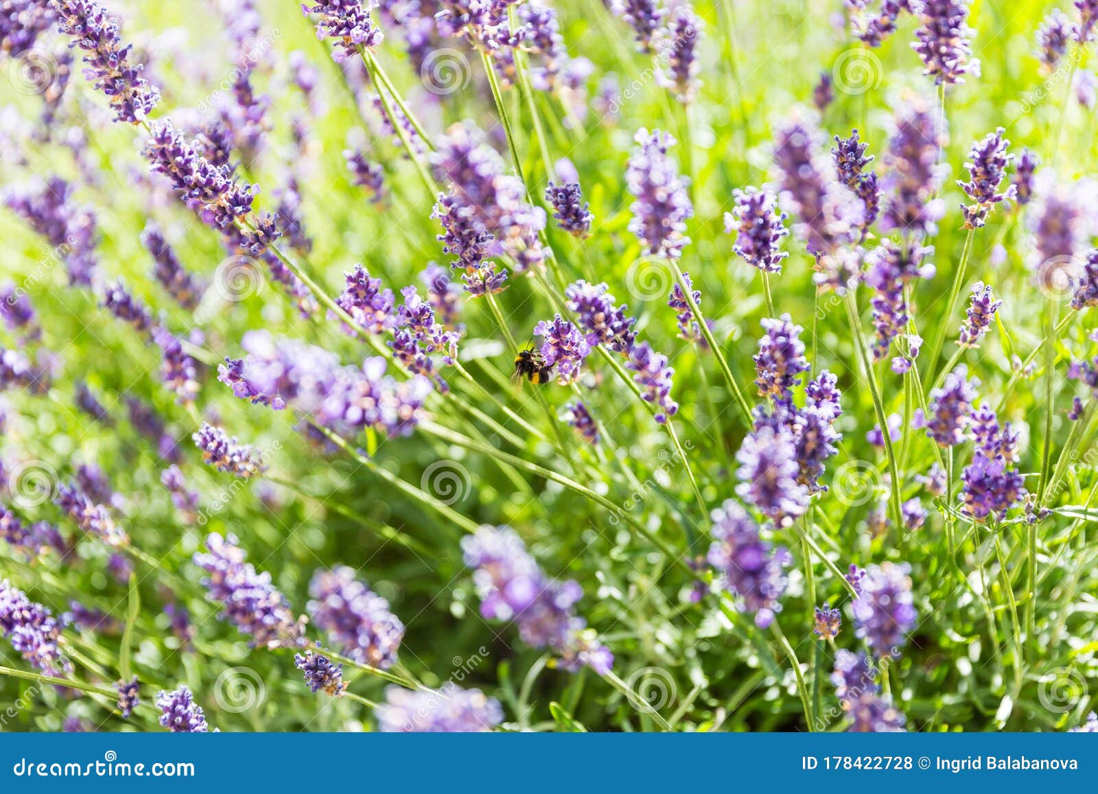Bee Harvesting Pollen from Lavender Flowers Stock Photo - Image of ...