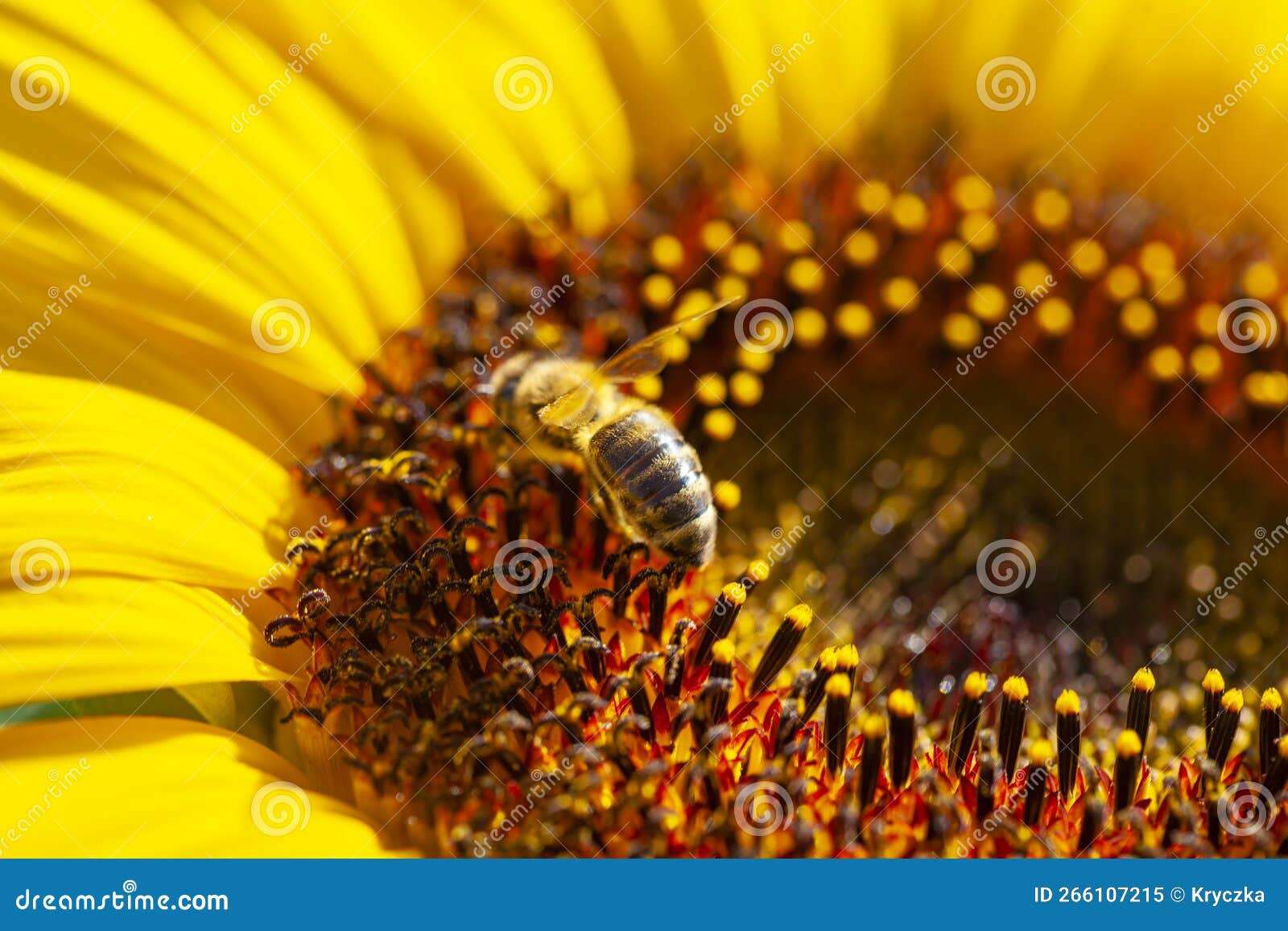 Bee Harvesting Pollen on Sunflower Stock Image - Image of growing, head ...