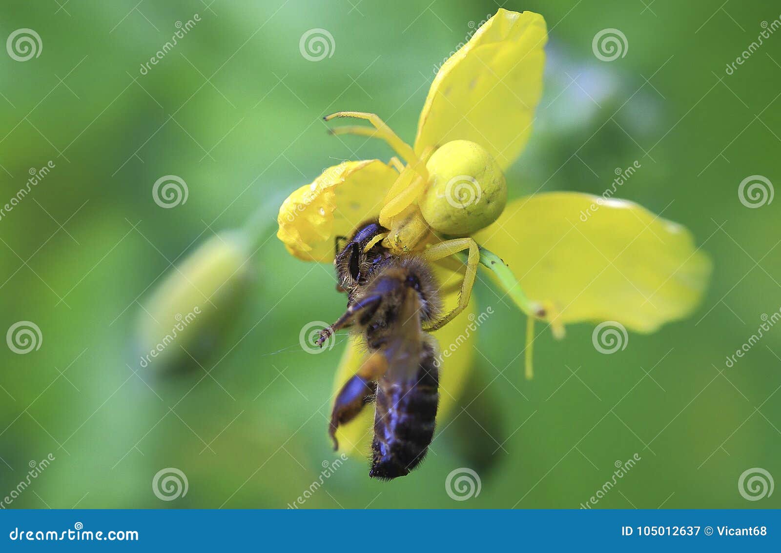 Spider Has Died Stock Photos - Free & Royalty-Free Stock Photos from ...