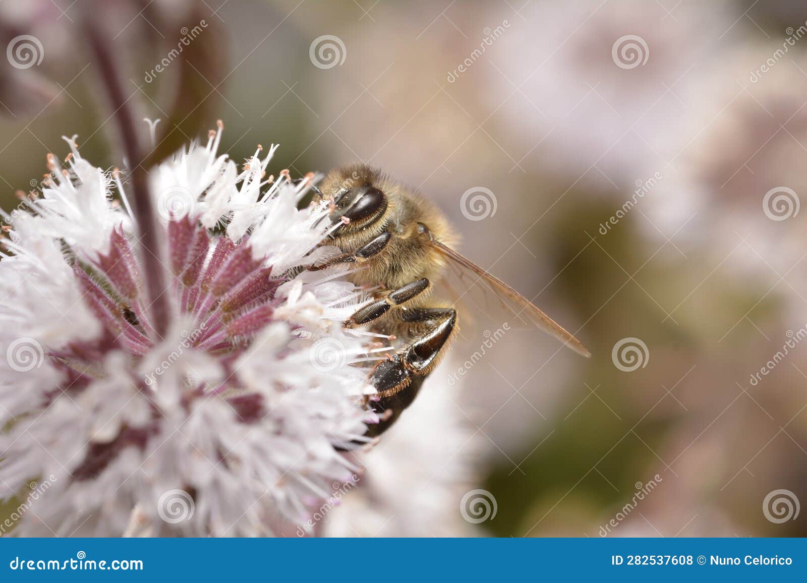 Bee having lunch stock photo. Image of plant, invertebrate - 282537608