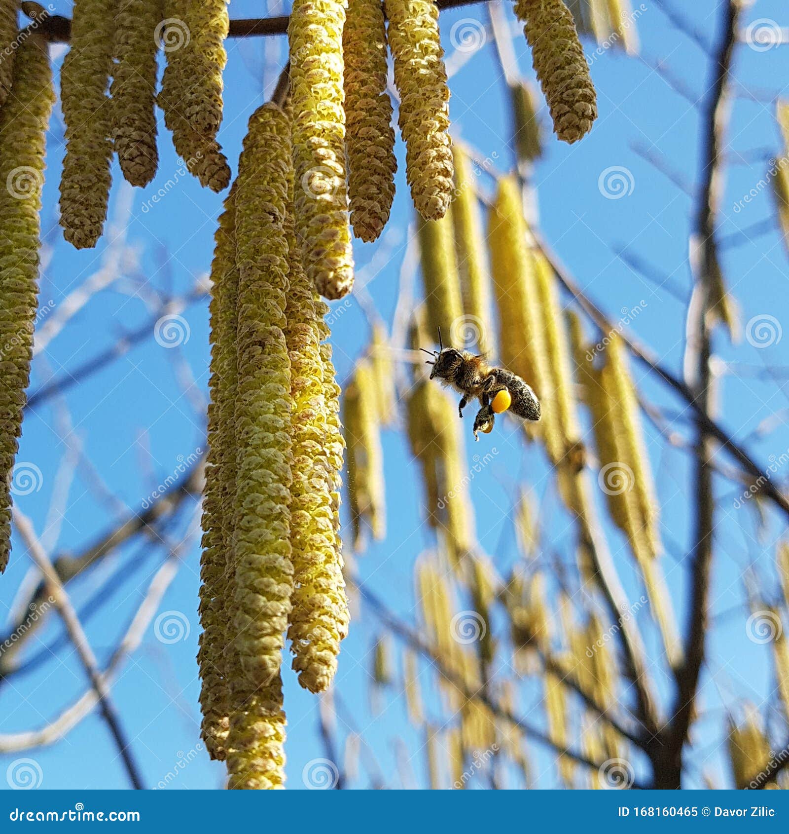 Bee and Hazel Pollen in Early Spring Stock Image - Image of hazel ...