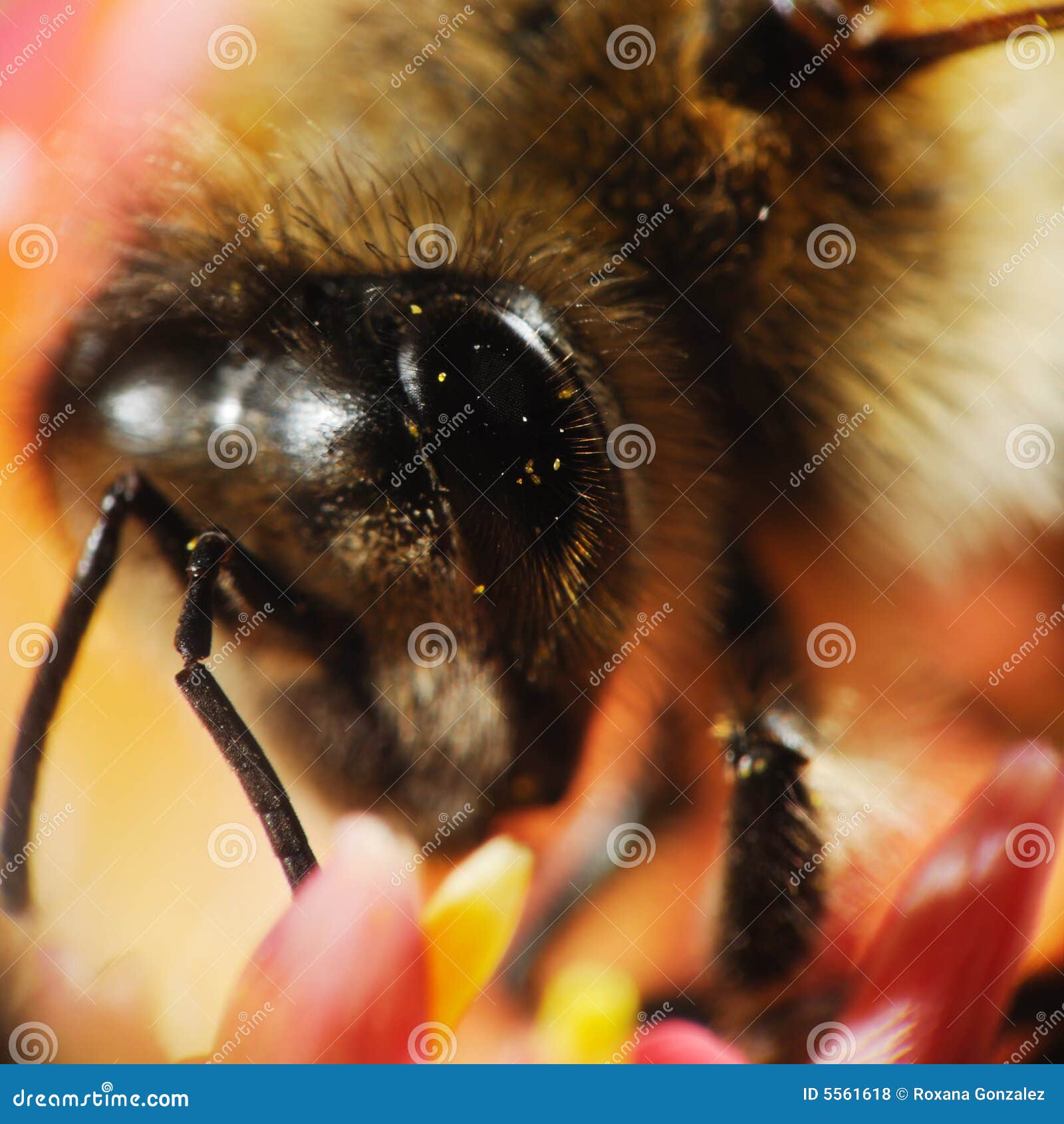 Bee head macro stock photo. Image of head, pollination - 5561618