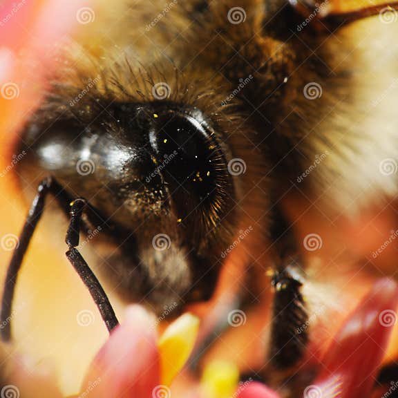 Bee head macro stock photo. Image of head, pollination - 5561618