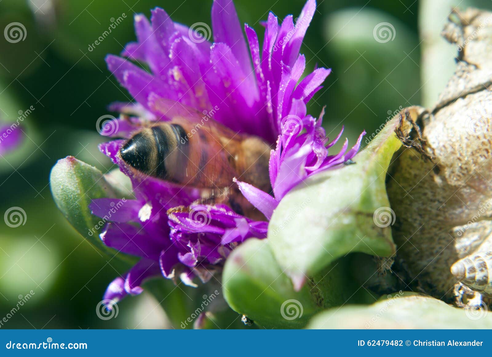 Bee hidden inside a flower stock photo. Image of pink - 62479482