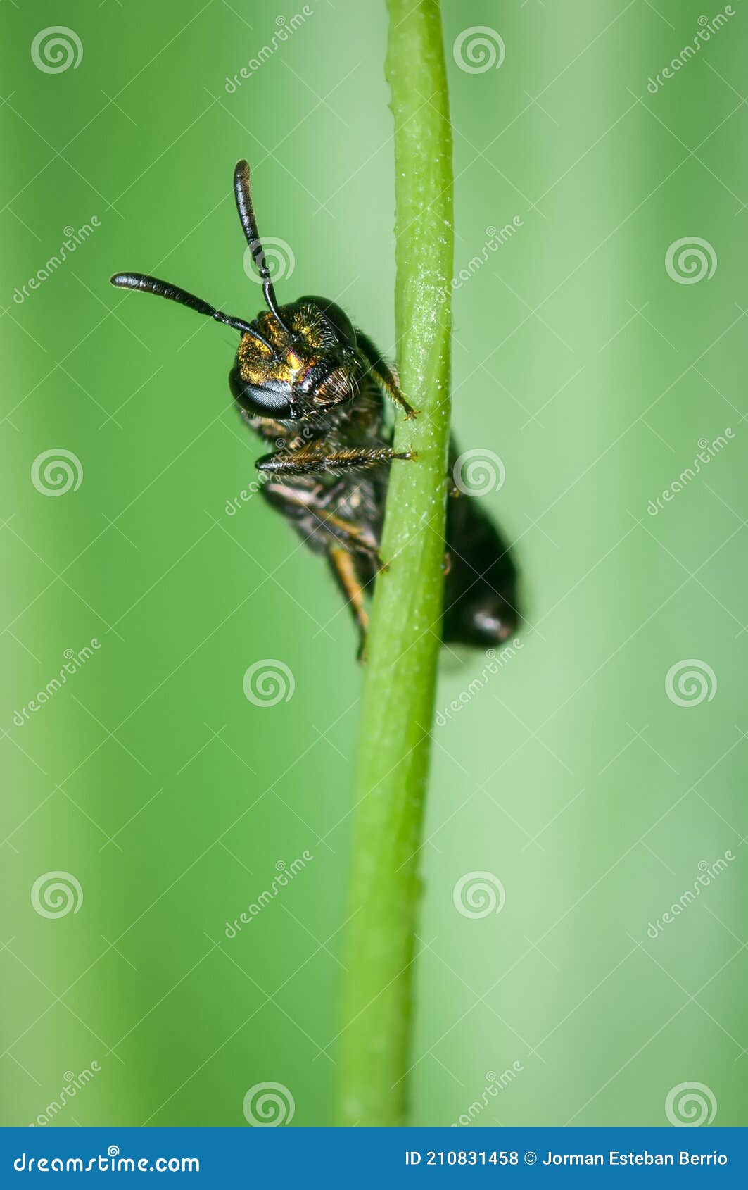 Bee Hiding Behind a Grass Branch Stock Photo - Image of wild, small ...