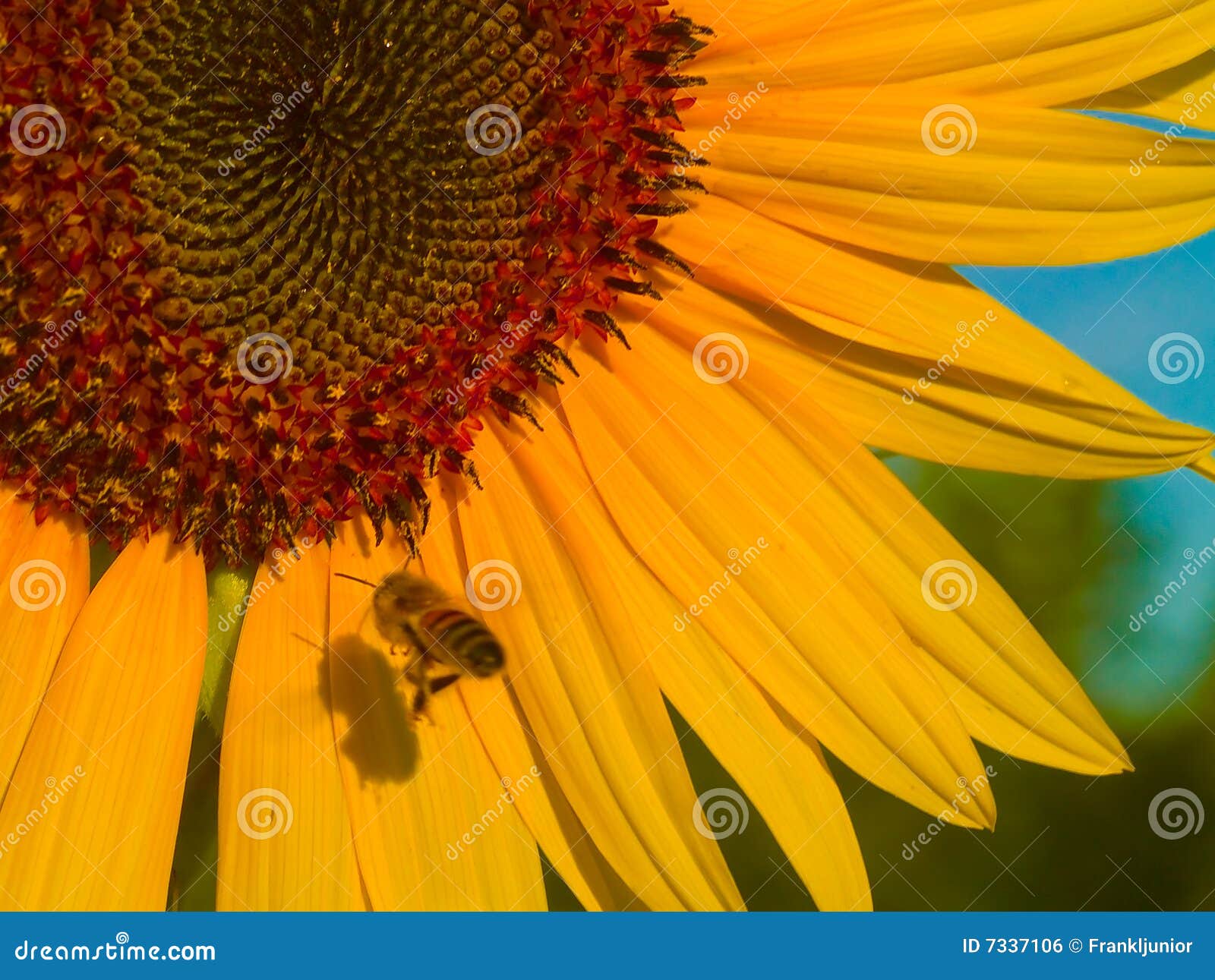 Bee and his Shadow 1 stock photo. Image of fuzzy, blue - 7337106