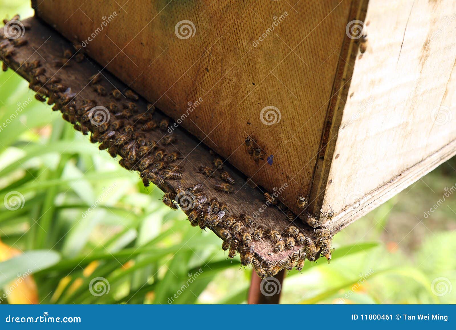 Bee Hive stock image. Image of nest, agriculture, asian - 11800461