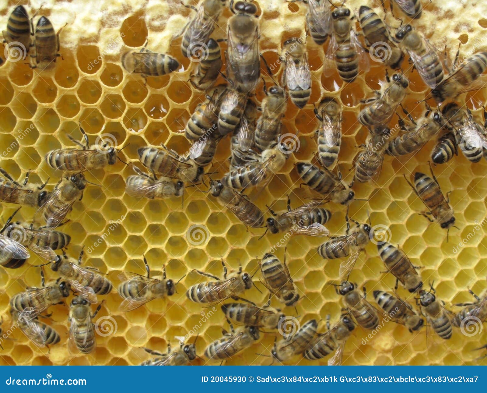 Bee Hive stock photo. Image of animal, flying, health - 20045930