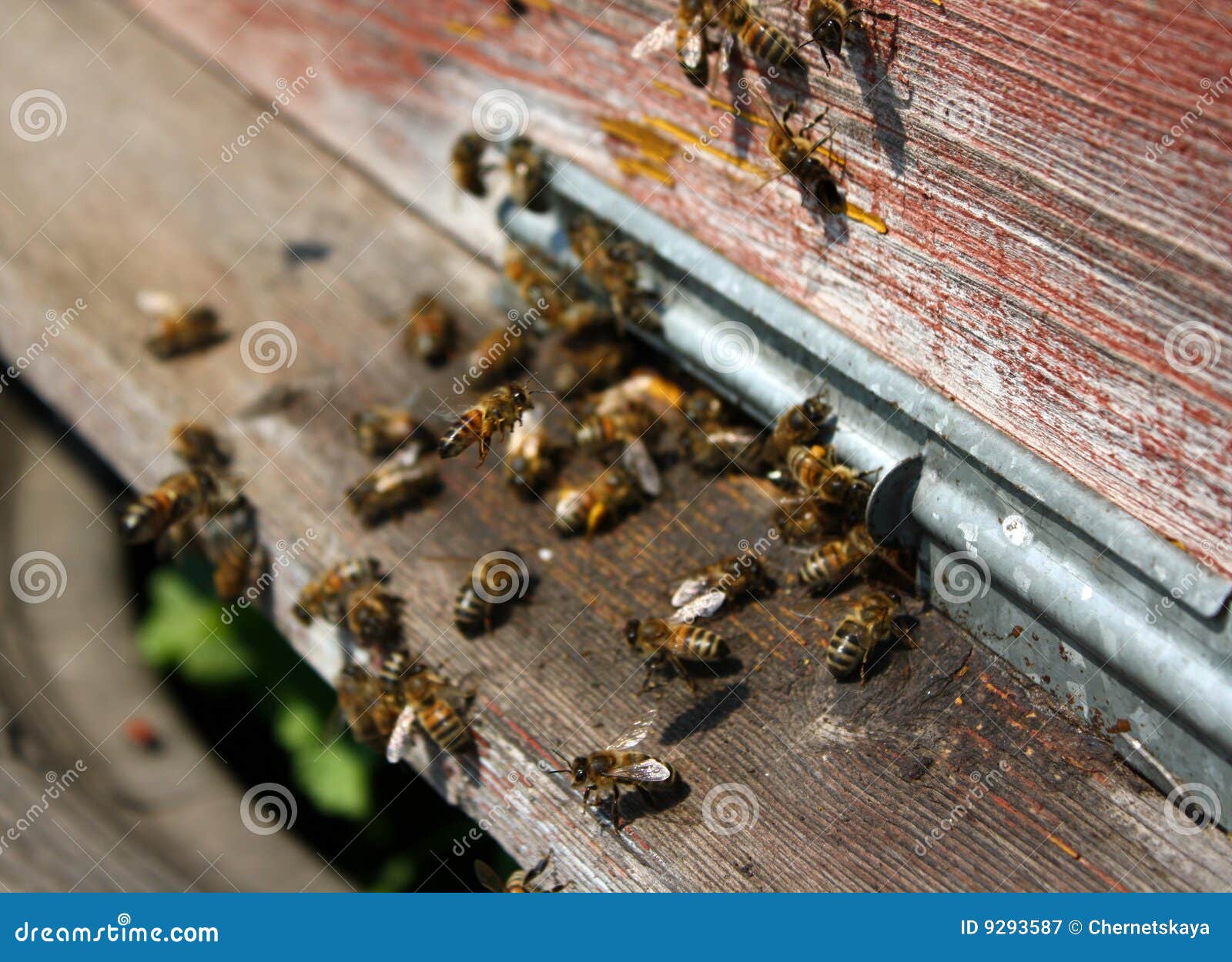 Bee hive stock image. Image of honeycomb, close, macro - 9293587
