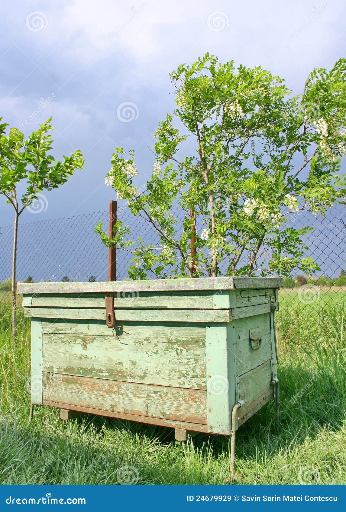 Bee Hive and Acacia Blossom Stock Image - Image of foliage, white: 24679929