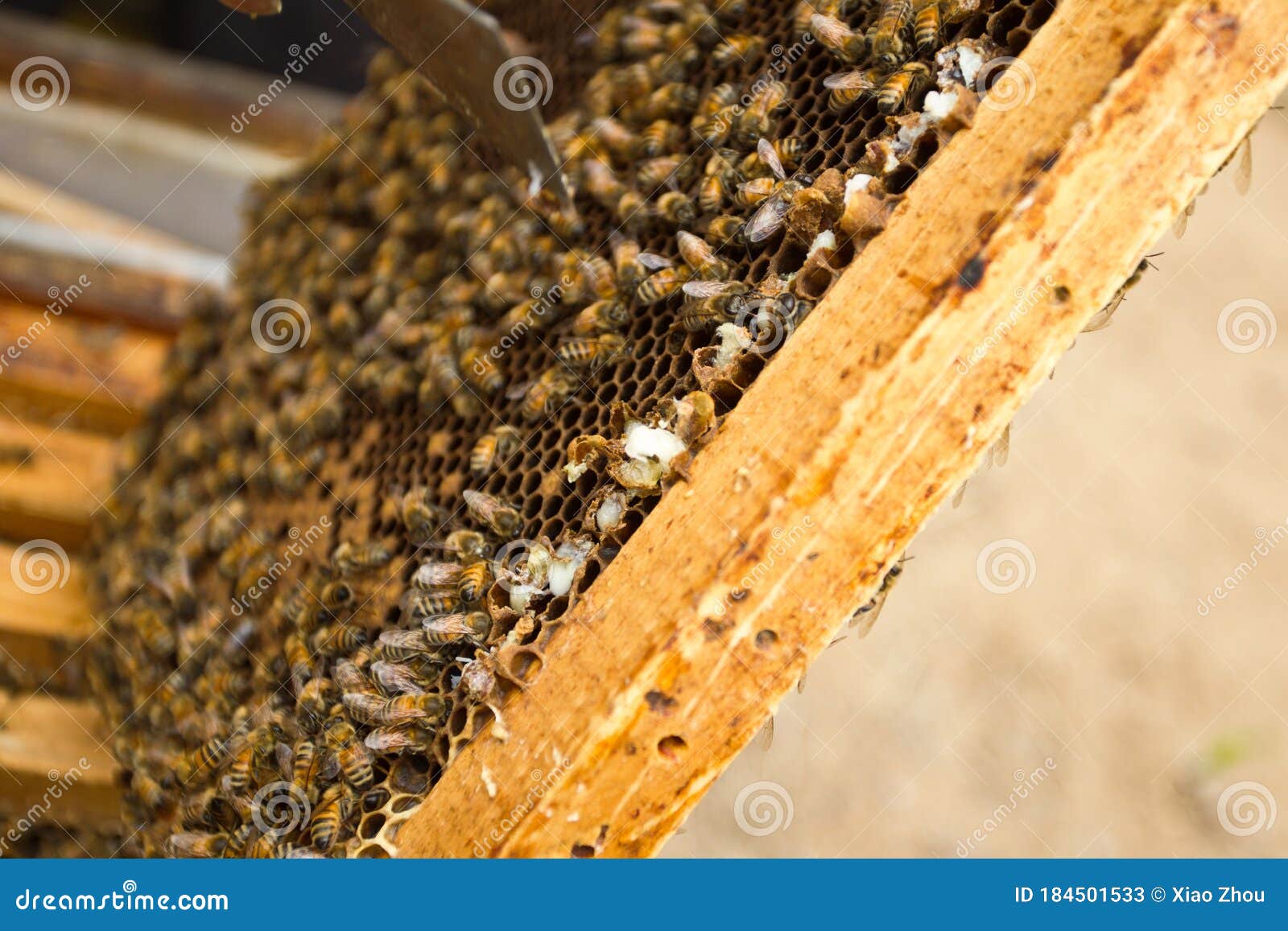Bee hive stock image. Image of asian, hazard, male, bugs - 184501533