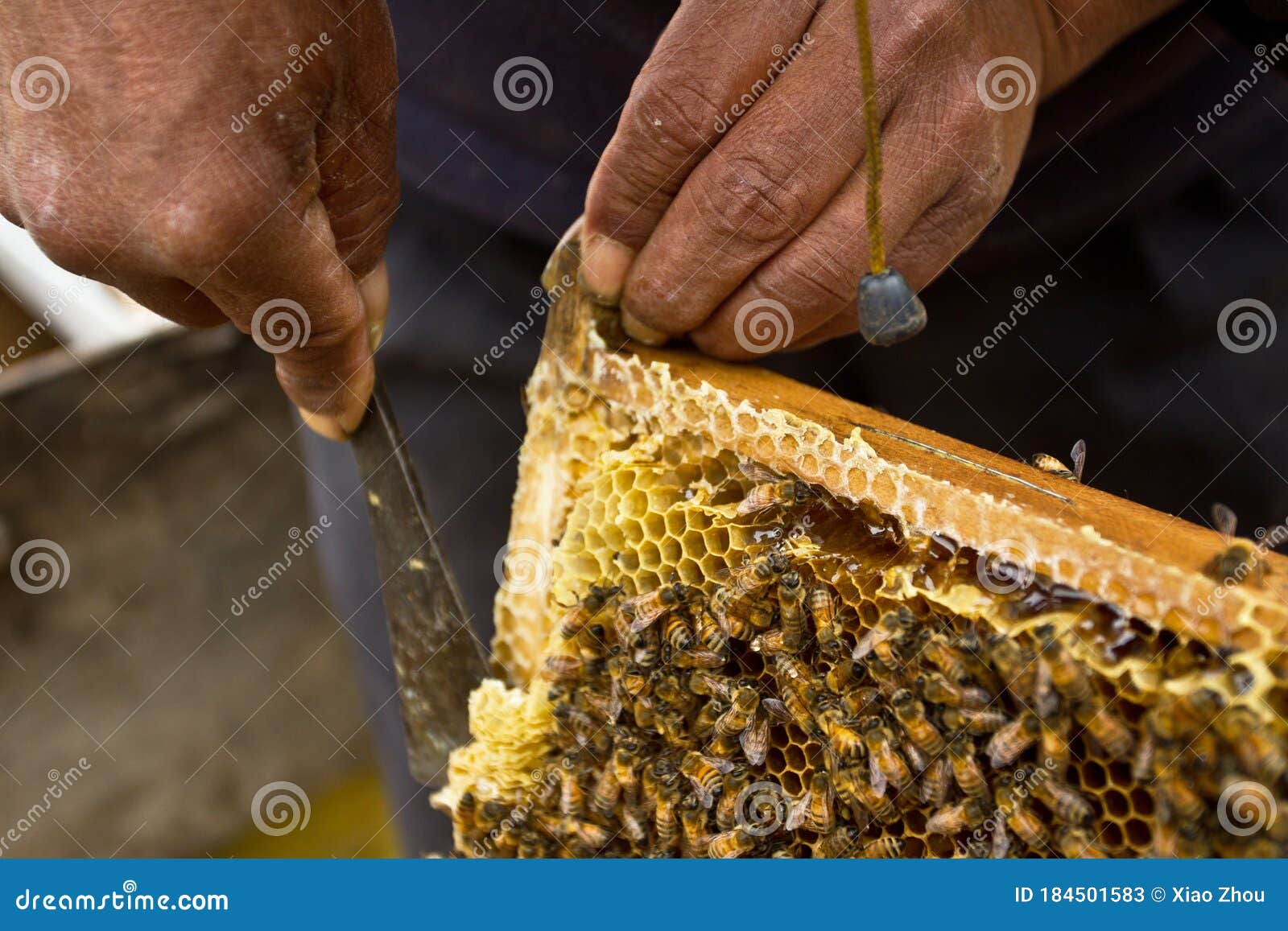 Bee hive stock image. Image of fish, bugs, male, farm - 184501583