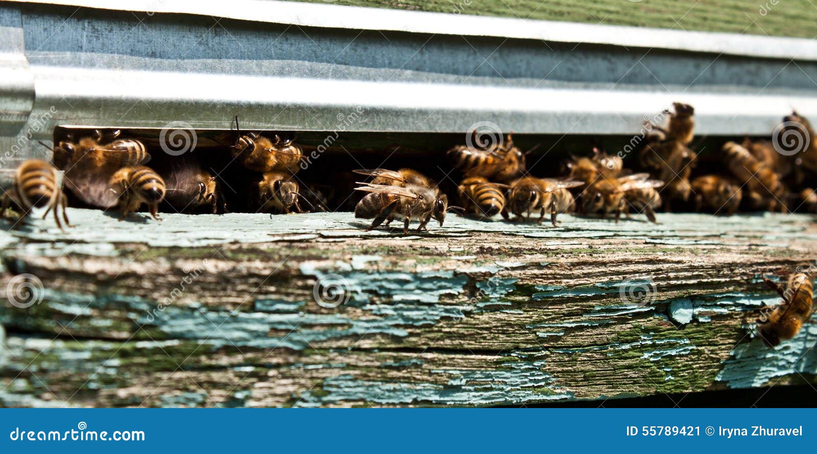 Bee stock image. Image of isolate, isolated, hives, entomology - 55789421