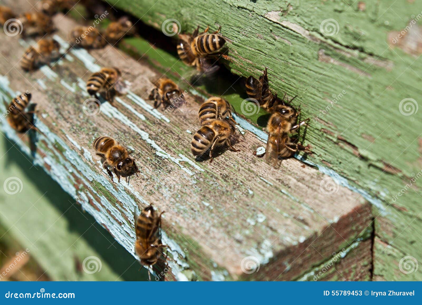 Bee Hive stock image. Image of cell, colony, isolate - 55789453