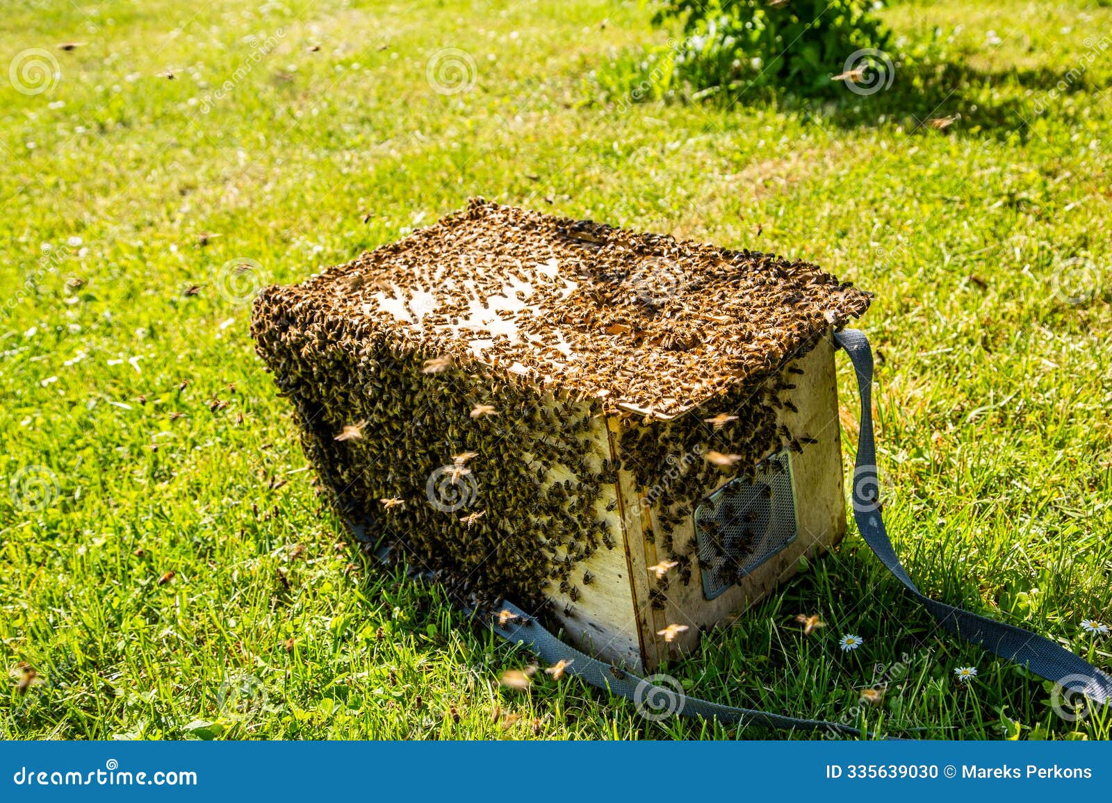 Bee Hive Box for Collecting Swarming Bees Outside of Beehive Stock ...