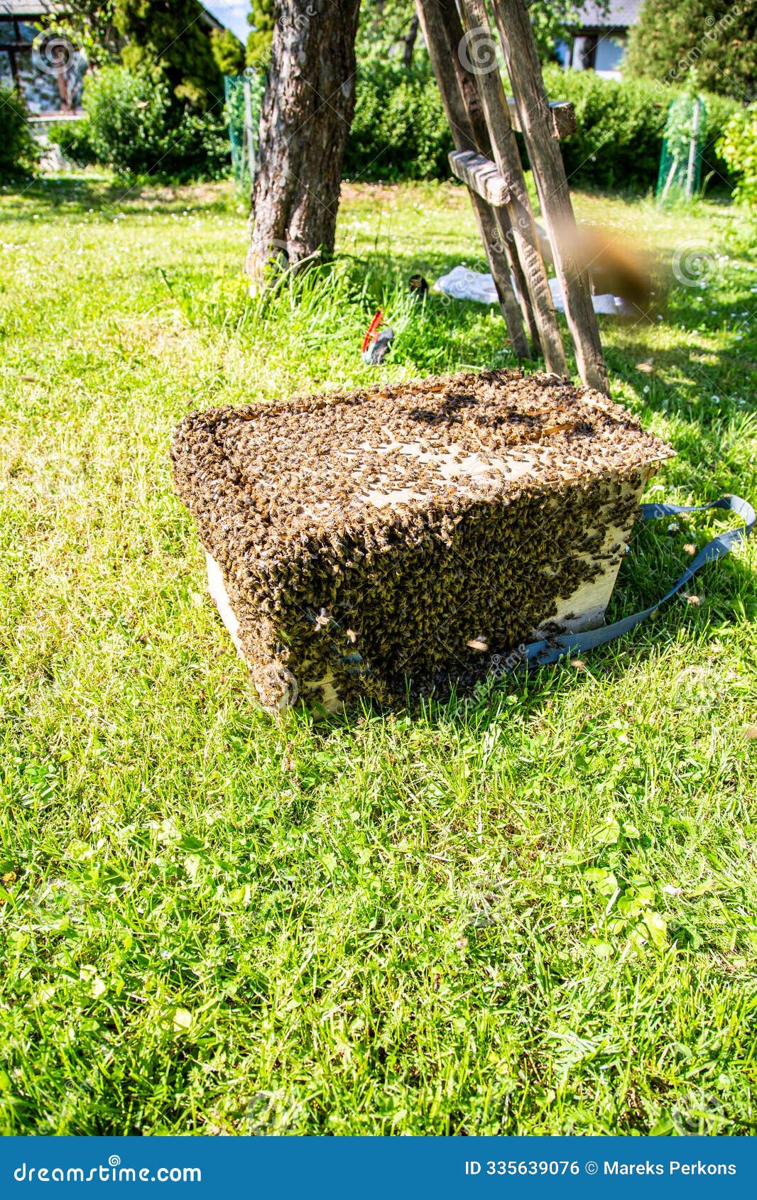 Bee Hive Box for Collecting Swarming Bees Outside of Beehive Stock ...