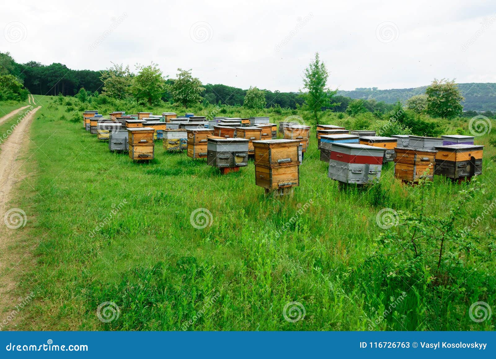 Bee Hive Boxes. the Apiary is Located on the Edge of the Forest. Stock ...