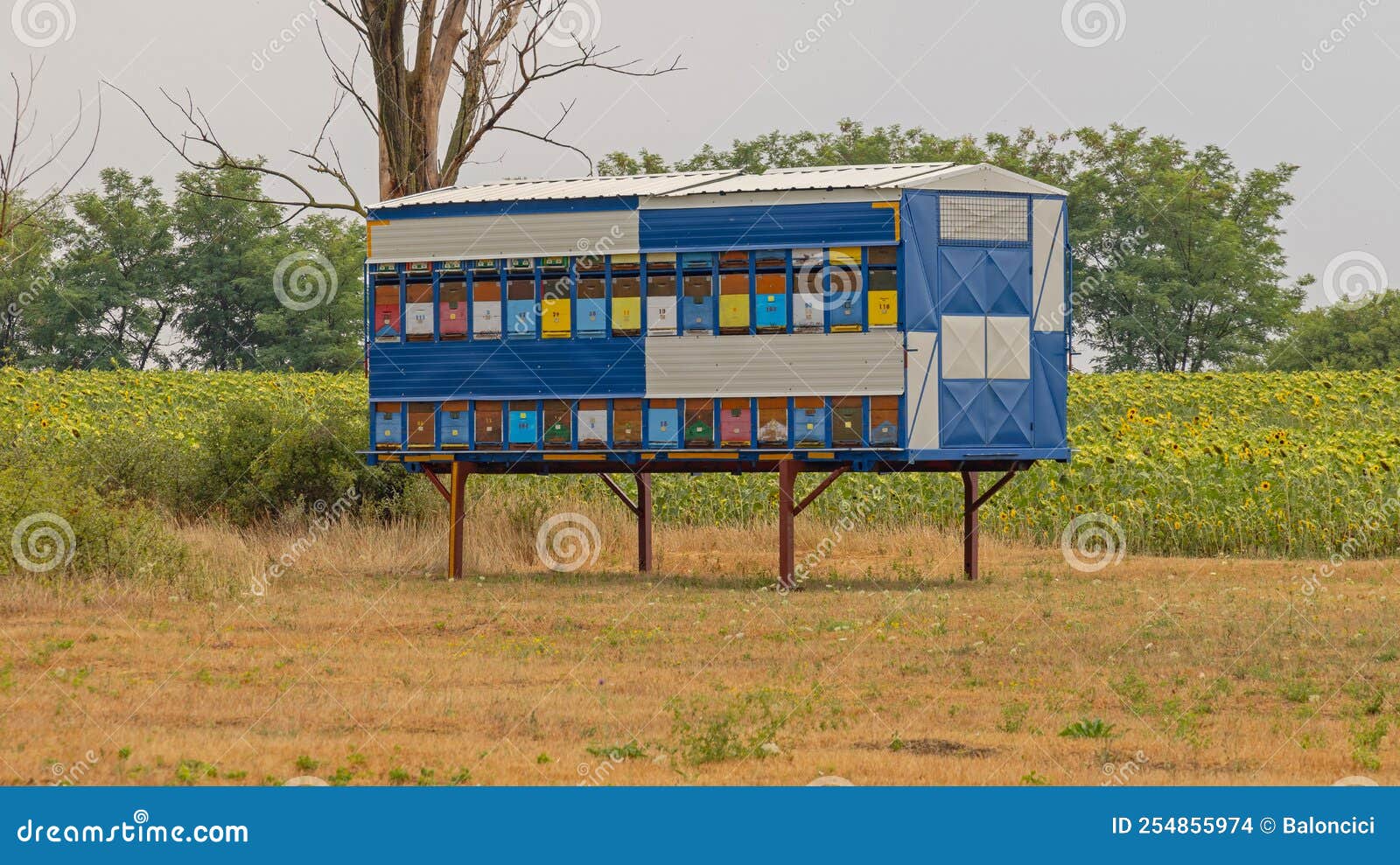 Bee Hive Trailer stock photo. Image of beehive, colony - 254855974