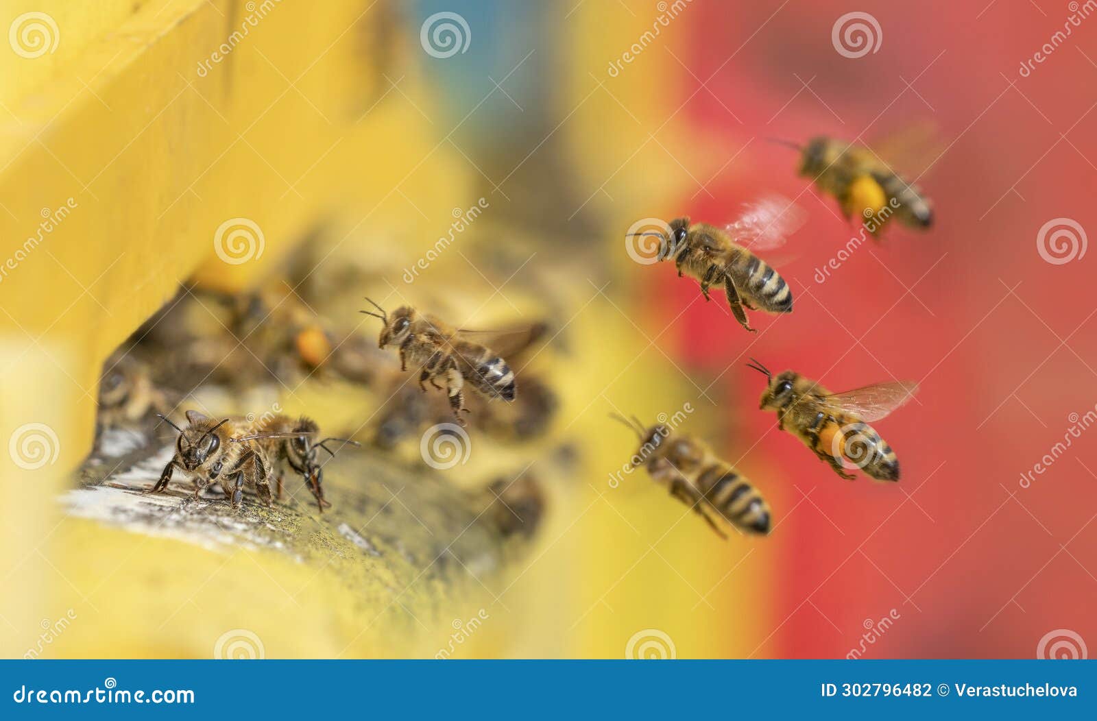 Bee Hive - Bee Breeding (Apis Mellifera) Stock Photo - Image of ...