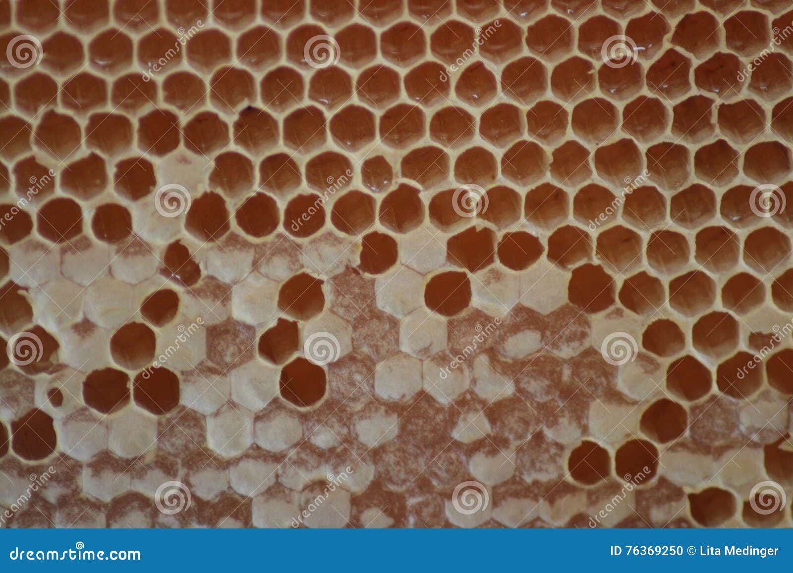 Bee Hive Comb stock photo. Image of beekeeping, comb - 76369250