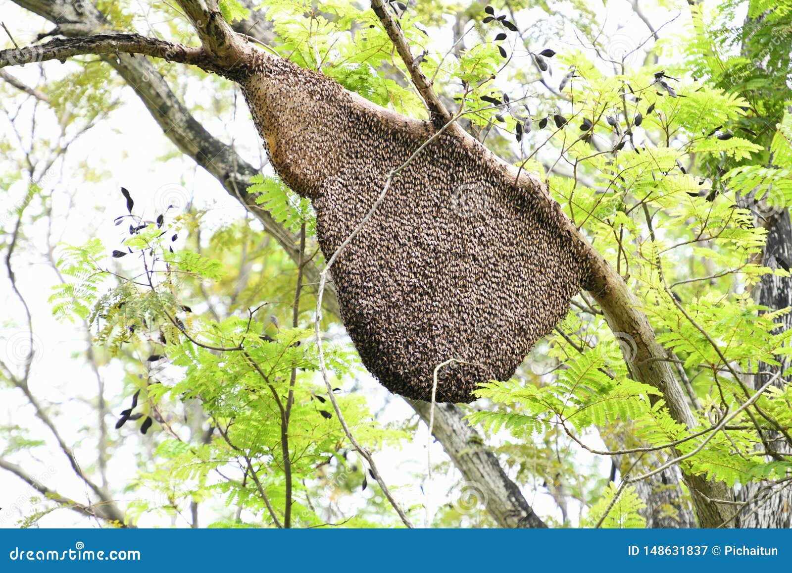 Bee nest stock image. Image of hexagonal, hive, honey - 148631837