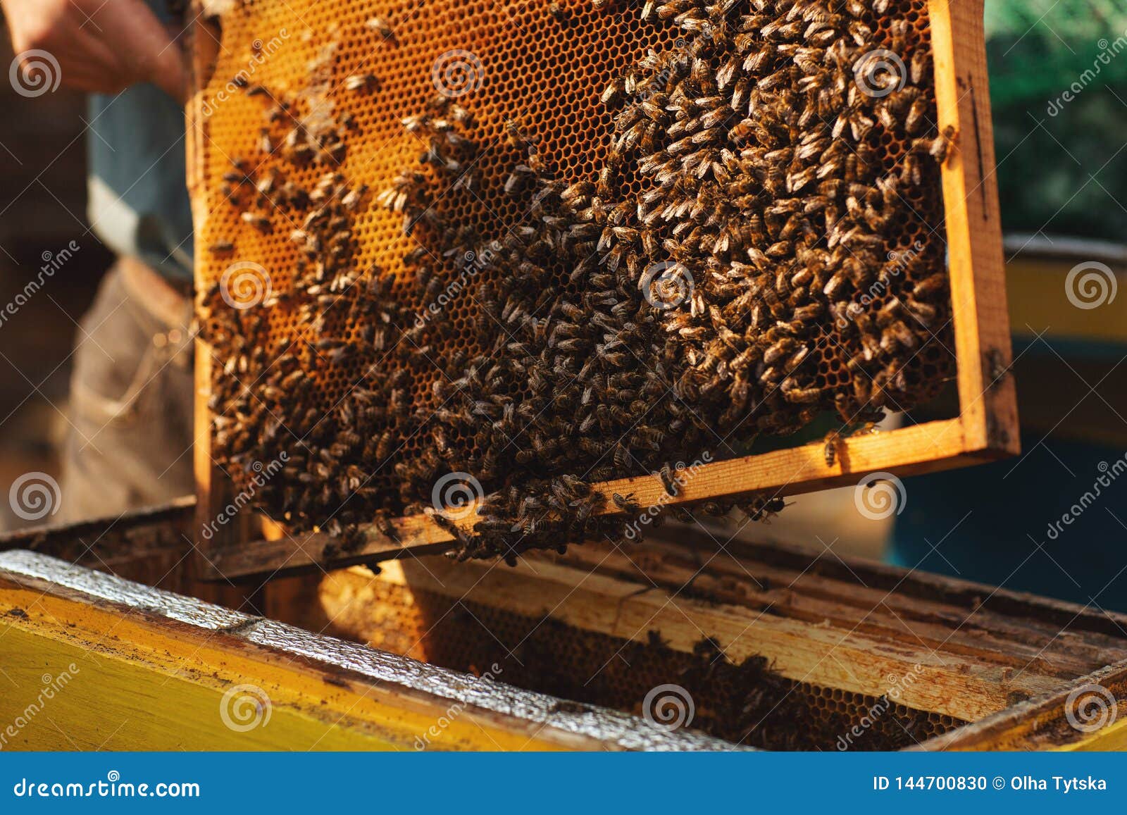 Bee Hive Detail. Beekeeper is Working with Bees and Beehives on the ...