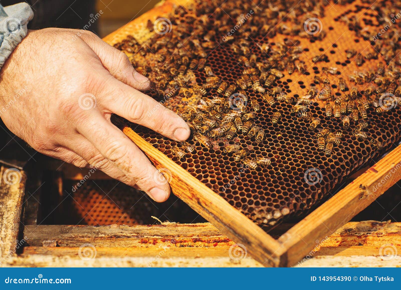 Bee Hive Detail Close Up. Beekeeper Inspecting Bee Hive after Winter ...