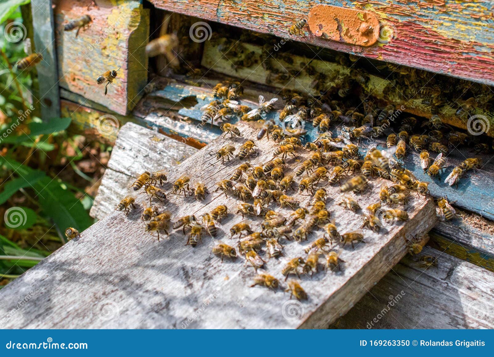 Bee Hive Entrance with Bees. Honey Bees on the Home Apiary Stock Photo ...