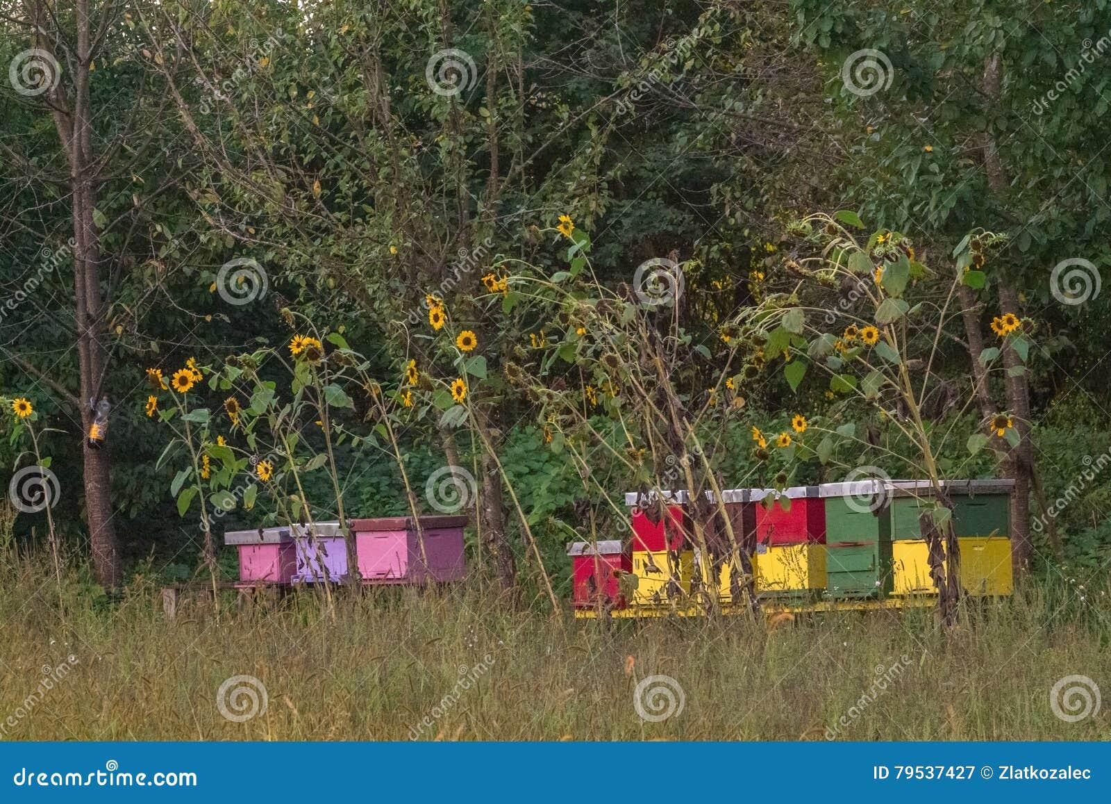 Bee hive in a field stock image. Image of boxes, beekeeping - 79537427
