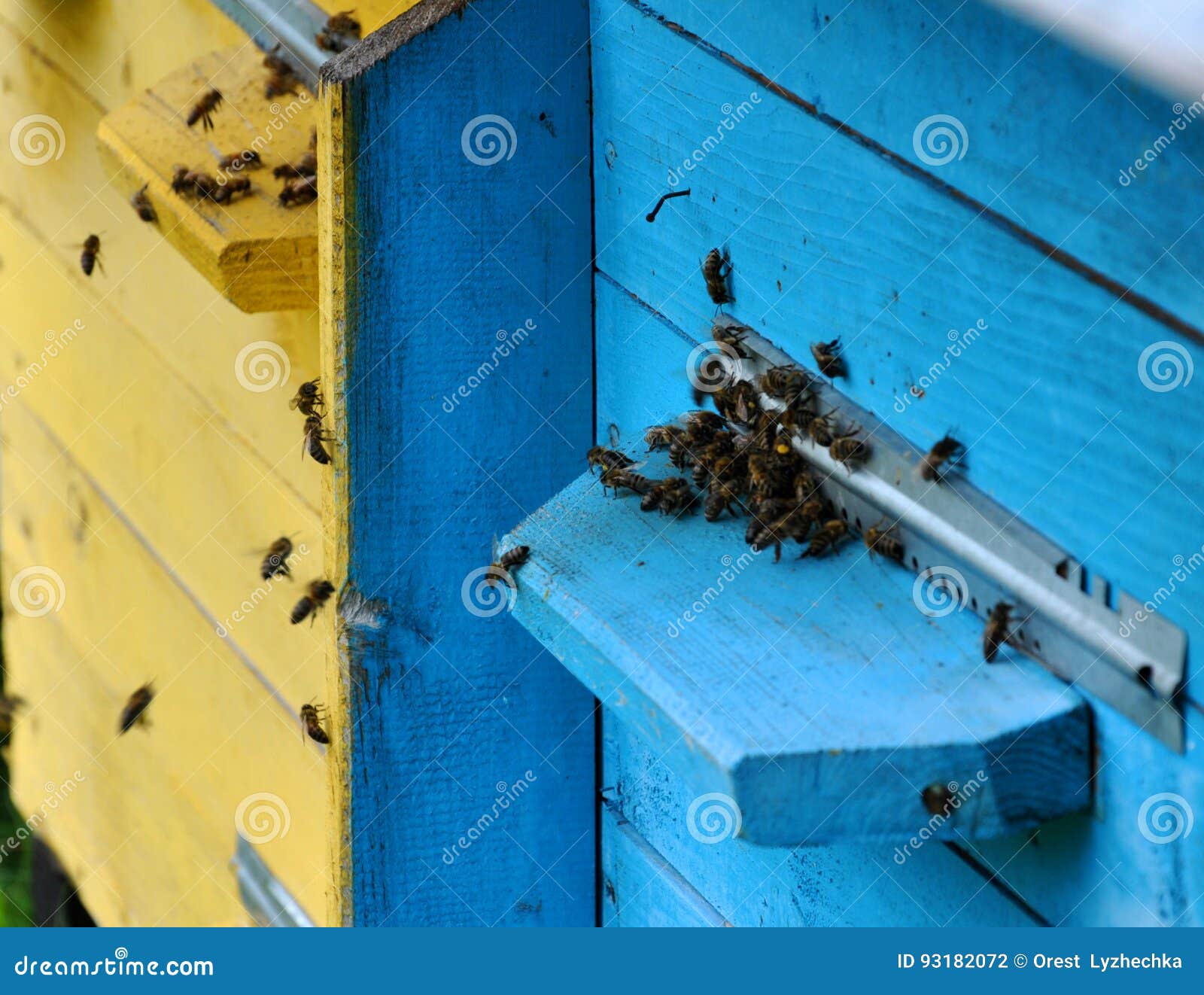 Bee Hive Flies To the Eye_4 Stock Photo - Image of pollen, legs: 93182072
