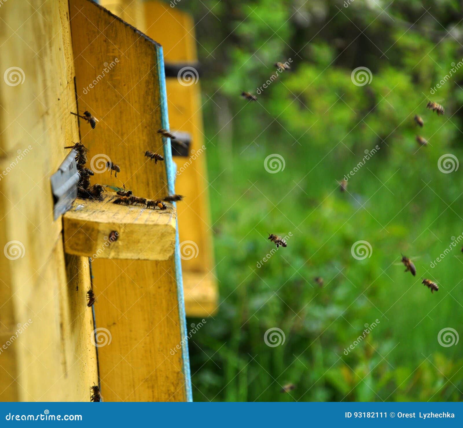 Bee Hive Flies To the Eye_3 Stock Image - Image of hive, honey: 93182111