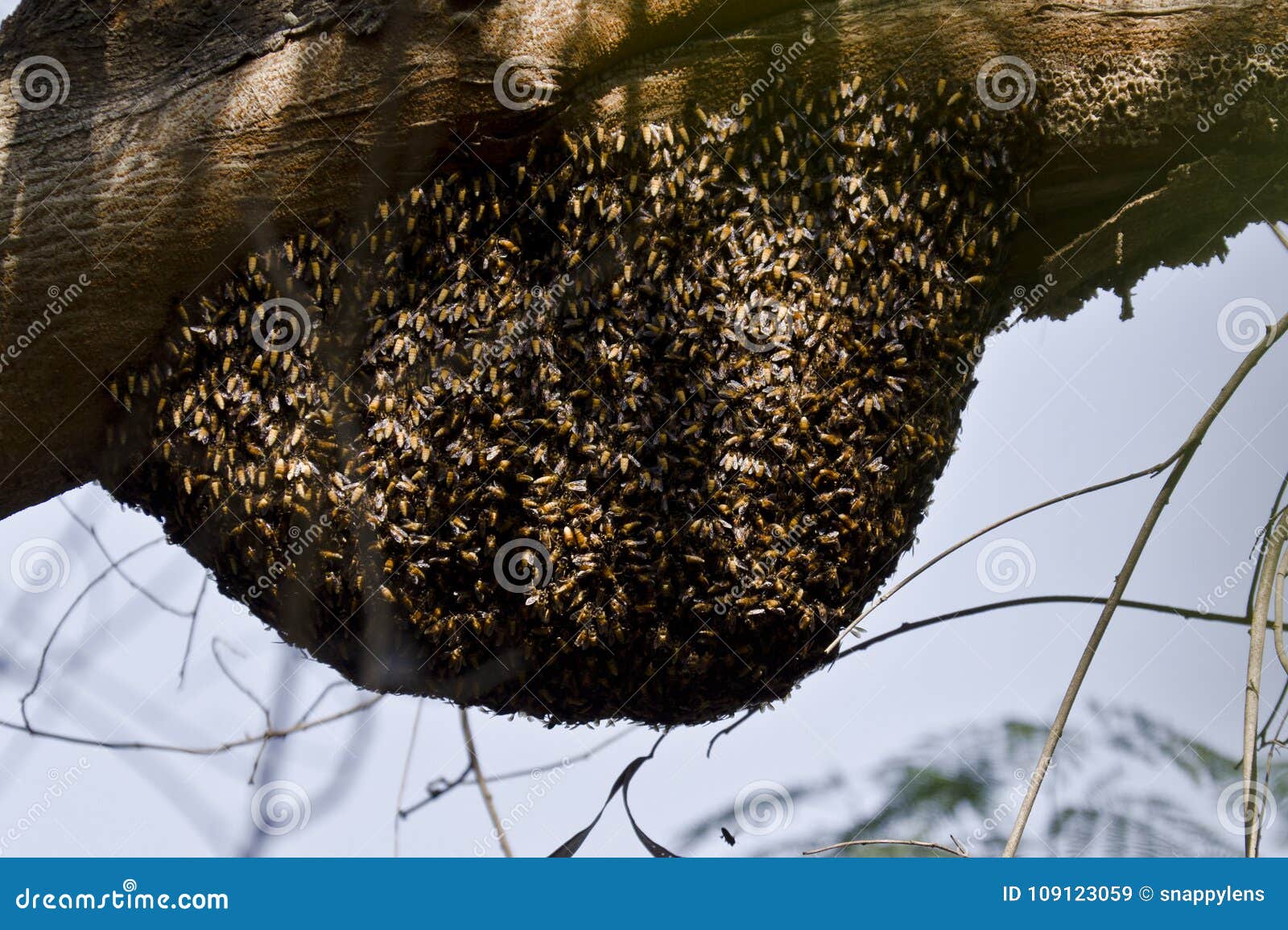 A bee hive in a forest stock image. Image of insect - 109123059