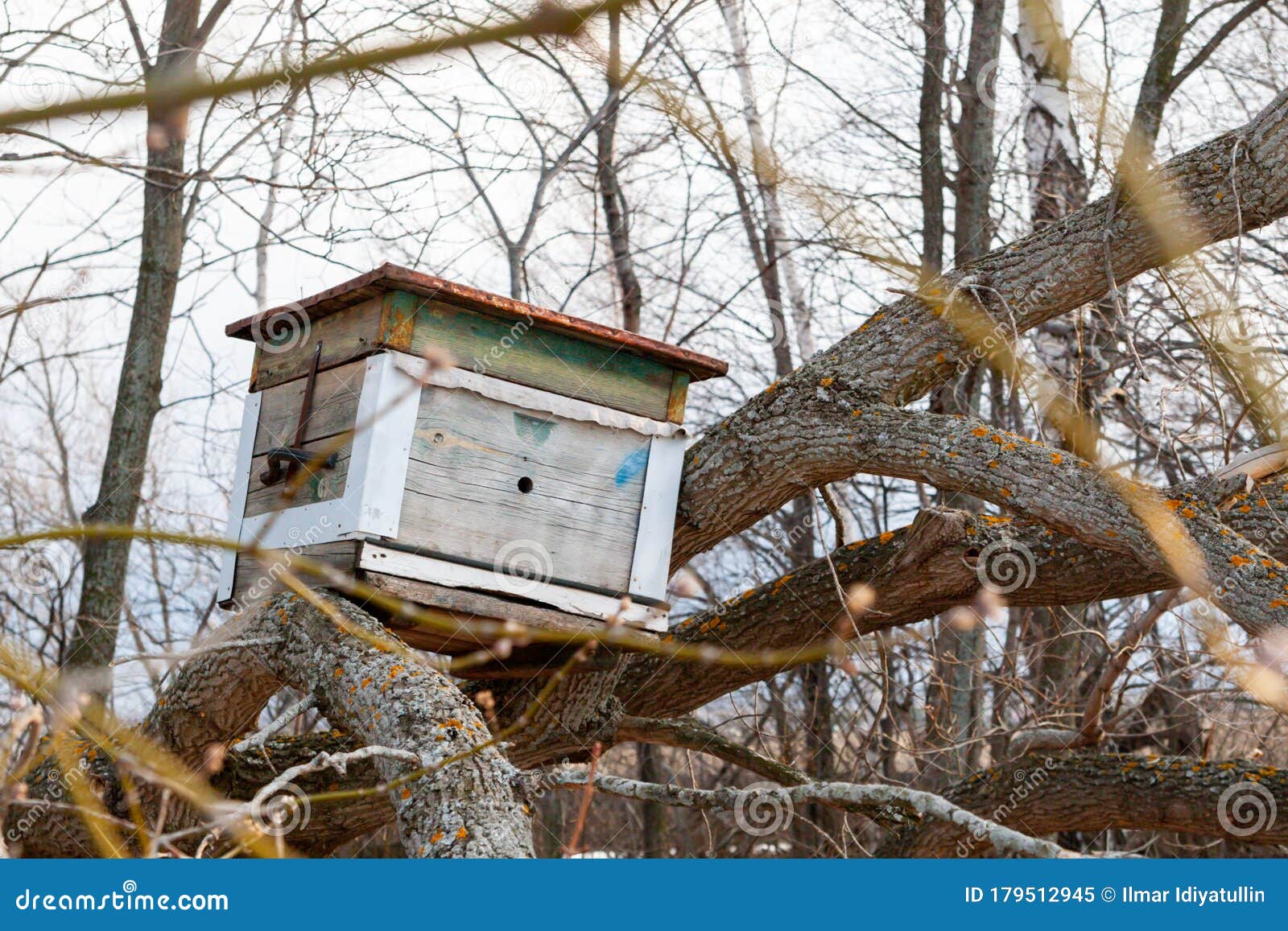 Bee Hive in the Forest. a Bee Trap on a Fallen Tree Stock Image - Image ...