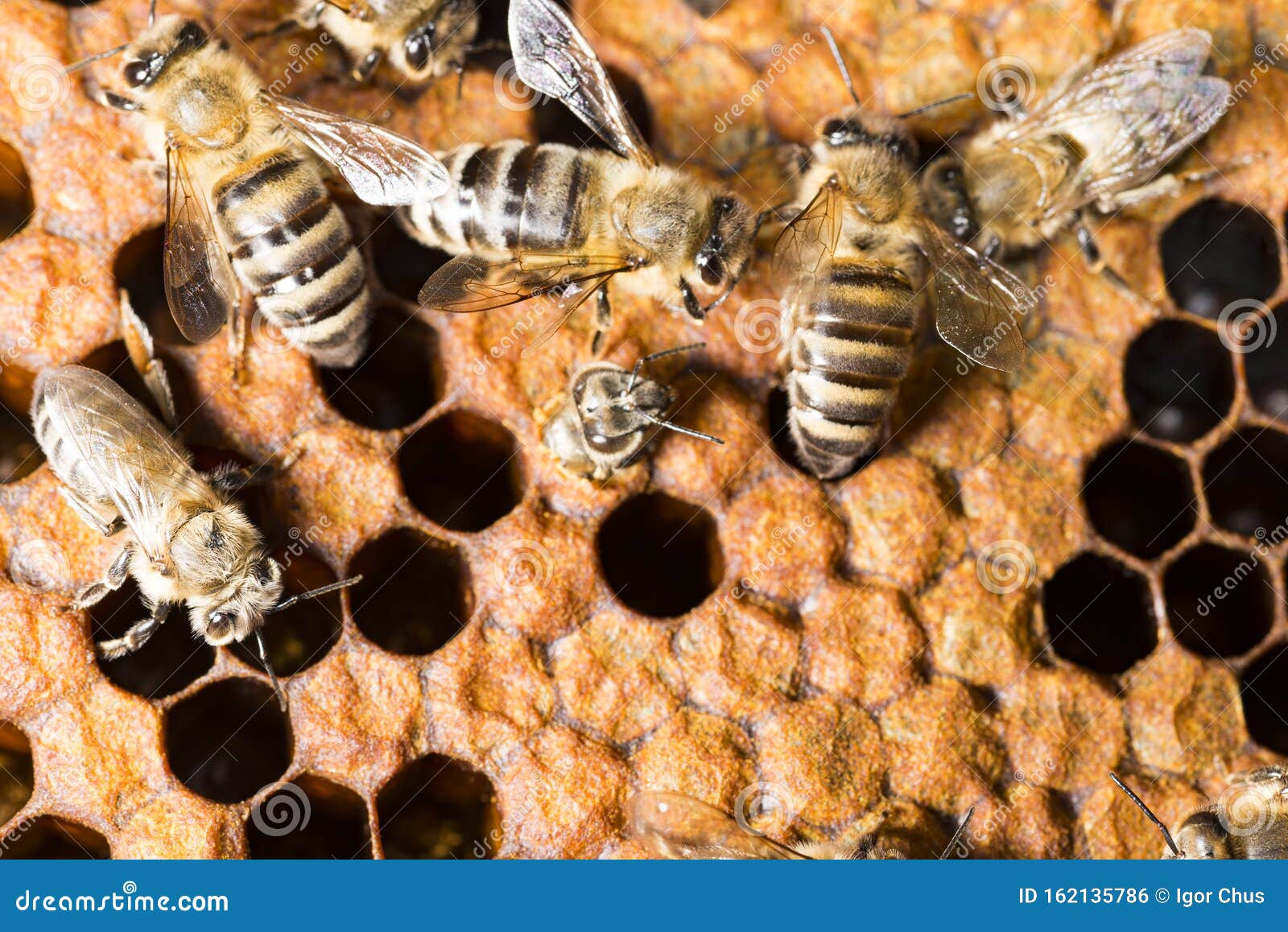 Bee Hive, Frame with Bees 2019 Stock Photo - Image of apiary ...