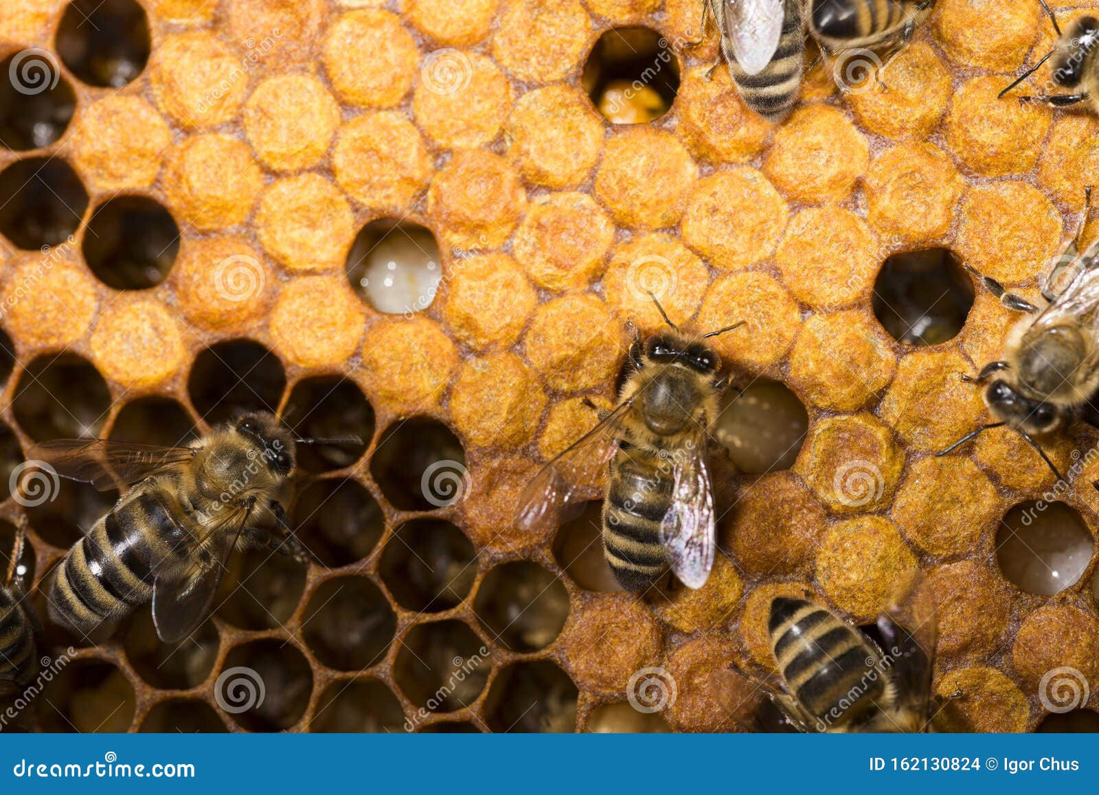 Bee Hive, Frame with Bees 2019 Stock Photo - Image of beekeeper, golden ...