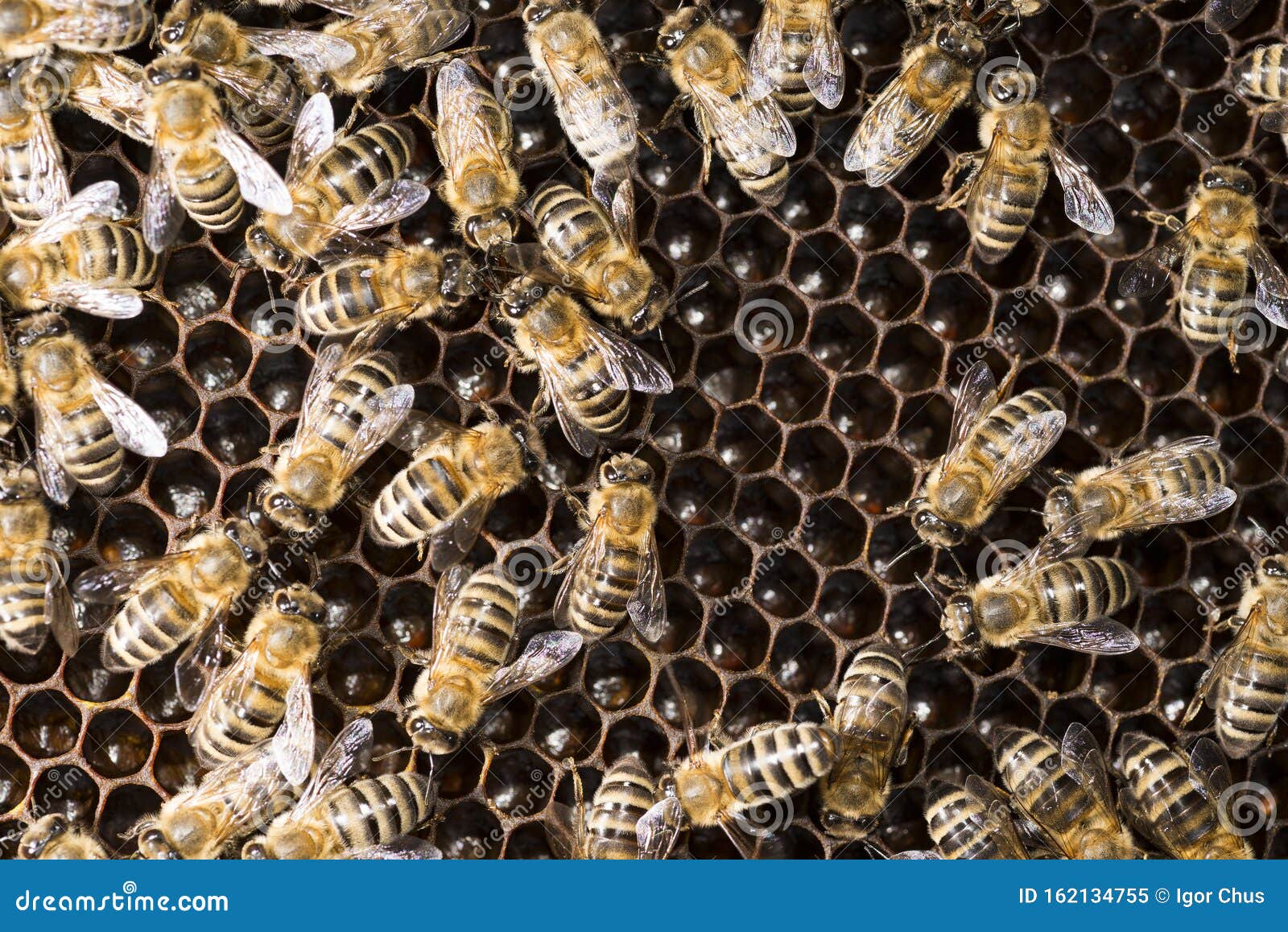 Bee Hive, Frame with Bees 2019 Stock Image - Image of close, master ...