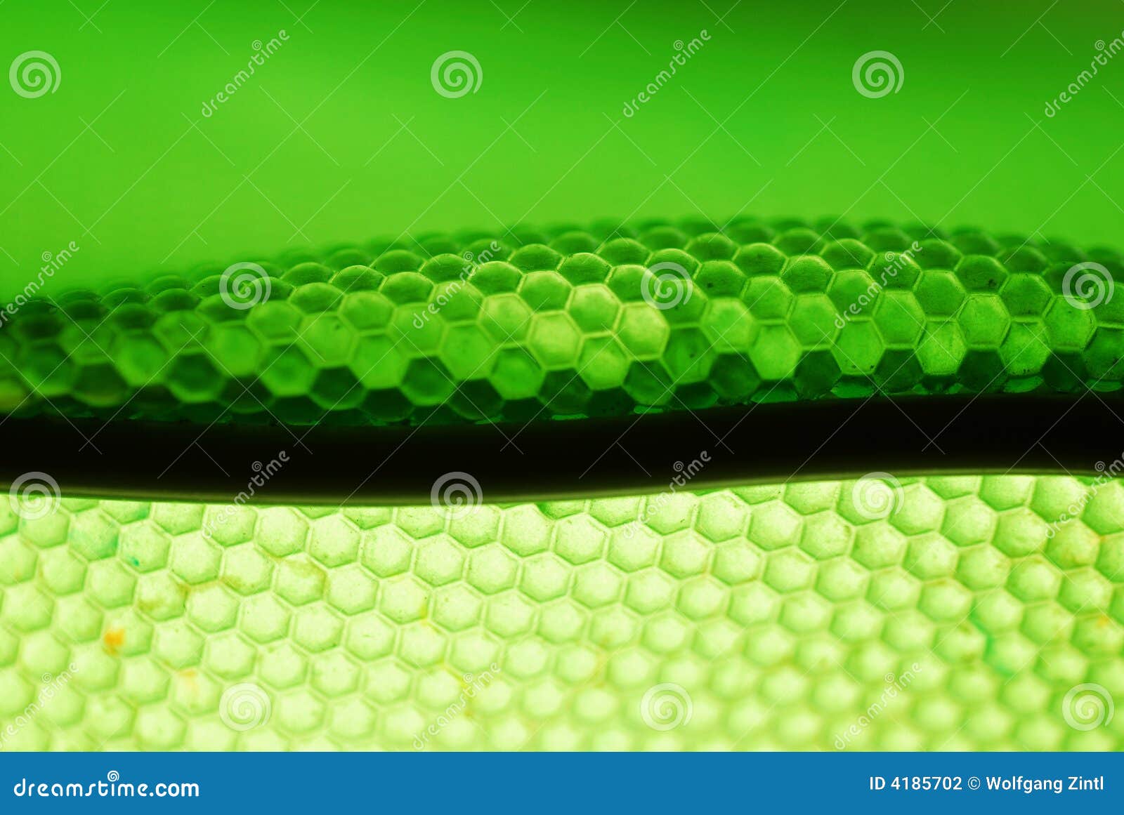 Bee hive in green stock photo. Image of abstract, pattern - 4185702