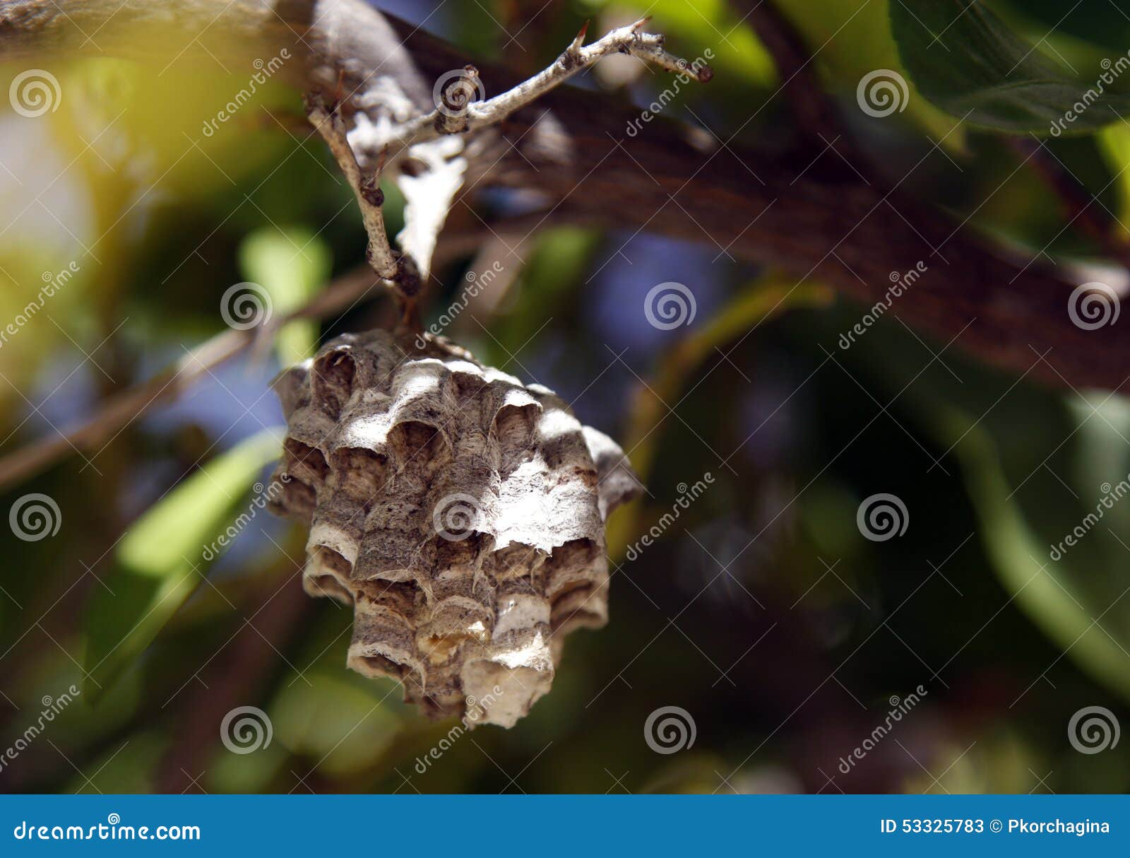 Bee hive stock image. Image of green, branch, hive, desert - 53325783