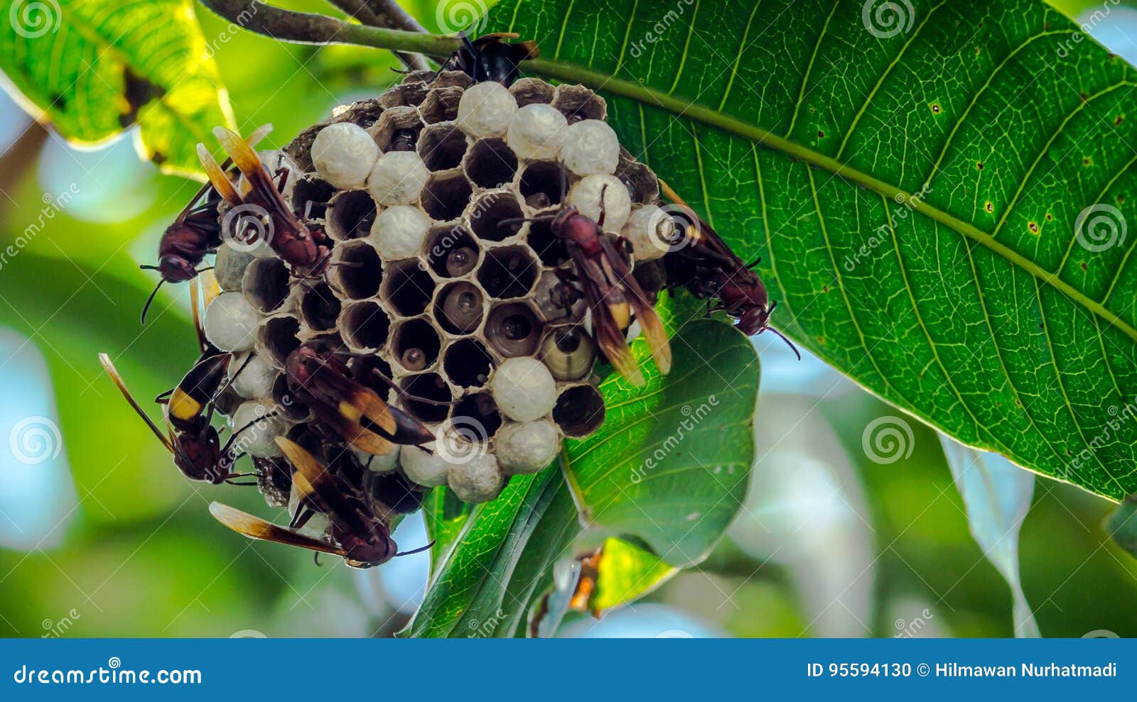 Bee Hive Hanging on Green Tree Stock Photo - Image of sting, larva ...