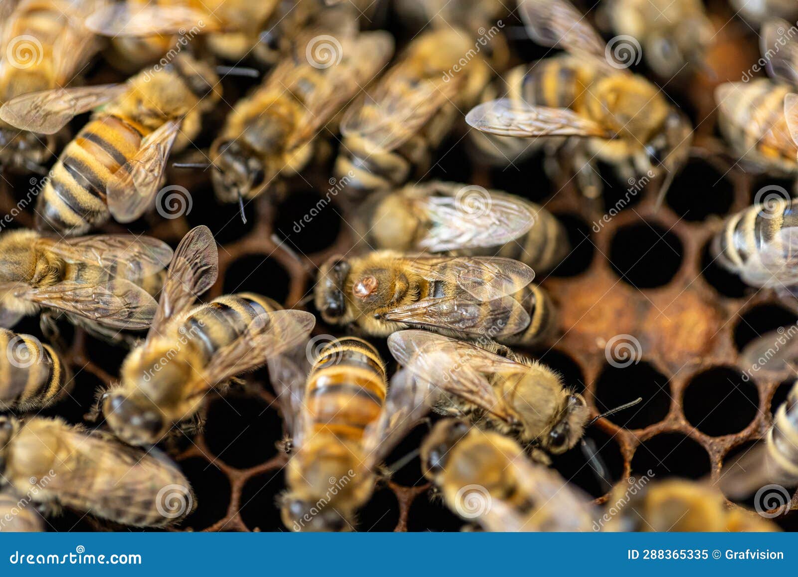 Bee hive with honey combs stock image. Image of cell - 288365335 Bee hive with honey combs stock image. Image of cell - 288365335