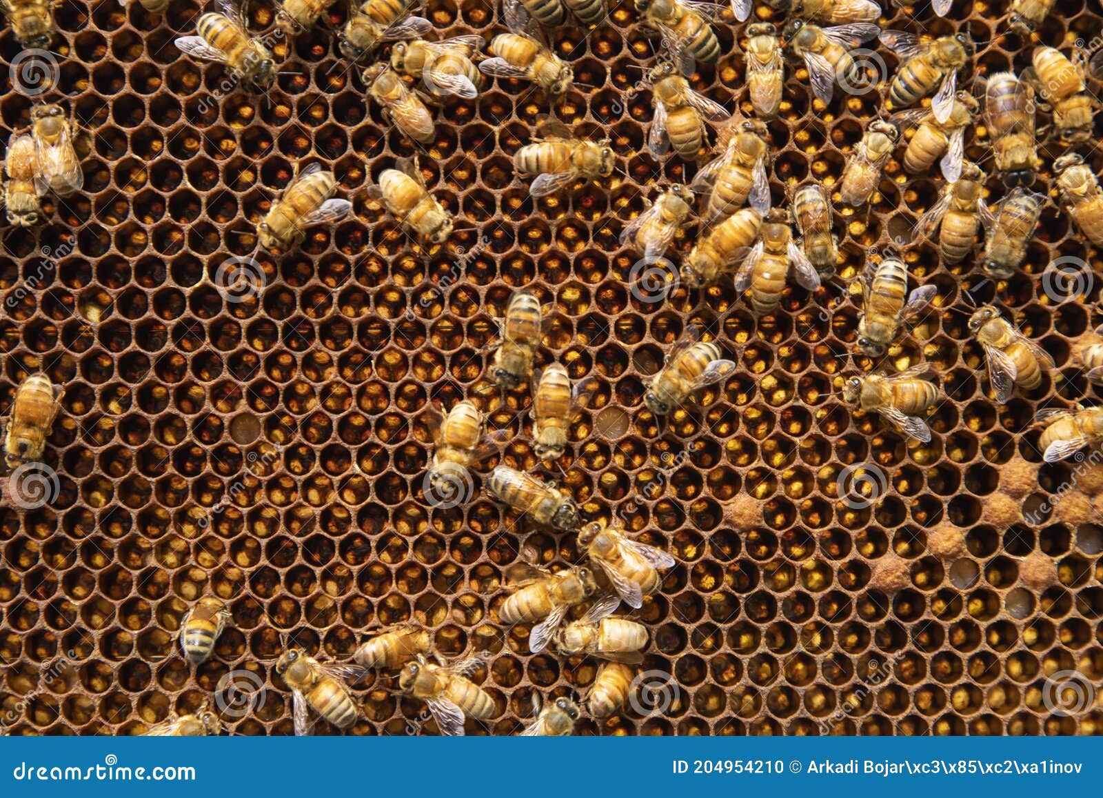 Bee Hive, Honey Combs Texture Stock Photo - Image of abstract, field ... Bee Hive, Honey Combs Texture Stock Photo - Image of abstract, field ...