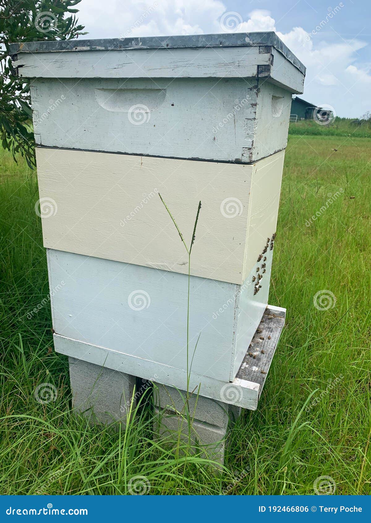 Bee Hive stock photo. Image of field, hive, grass, honey - 192466806